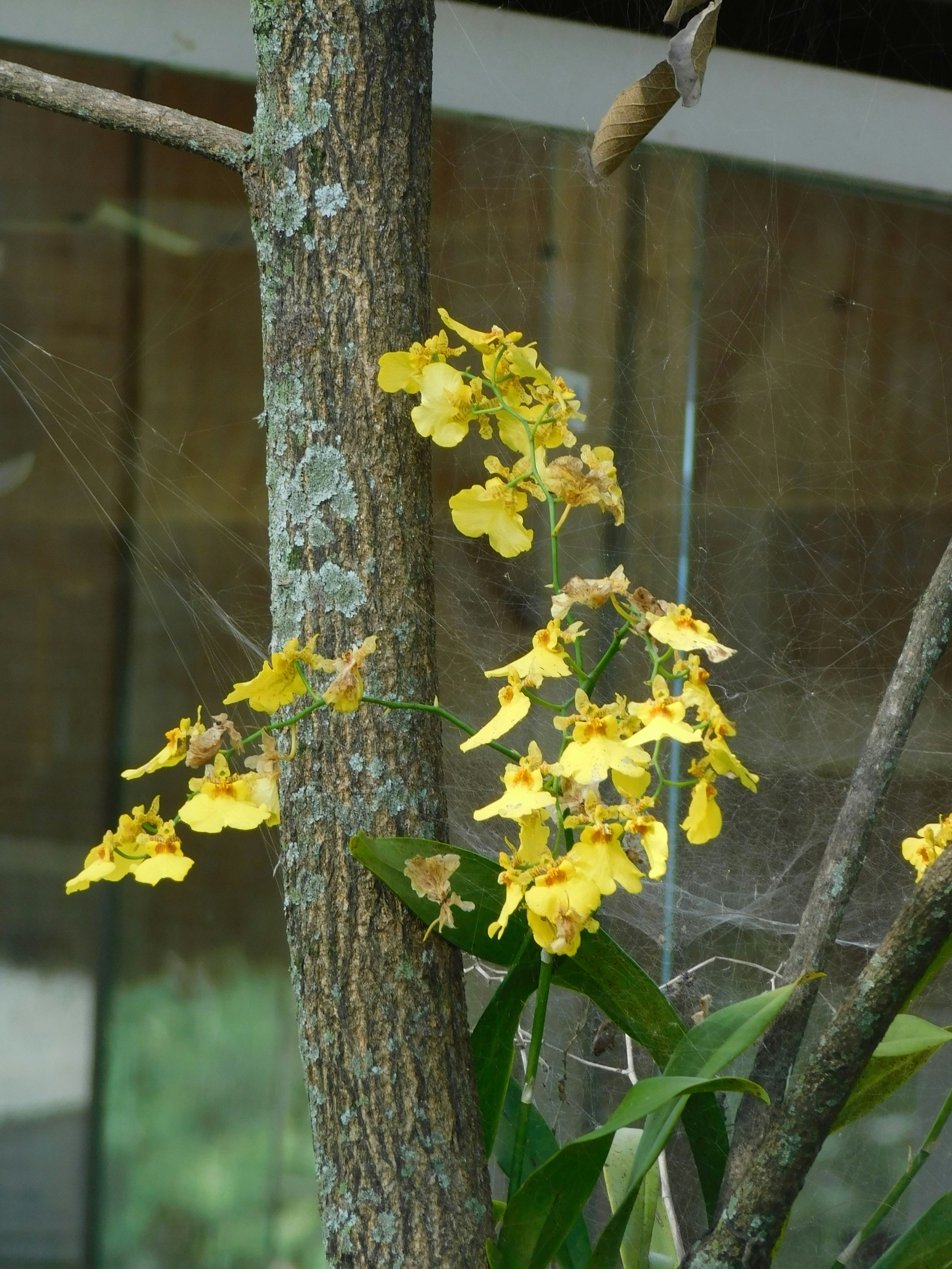 Yellow orchid cluster clinging to a textured tree amid spiderwebs