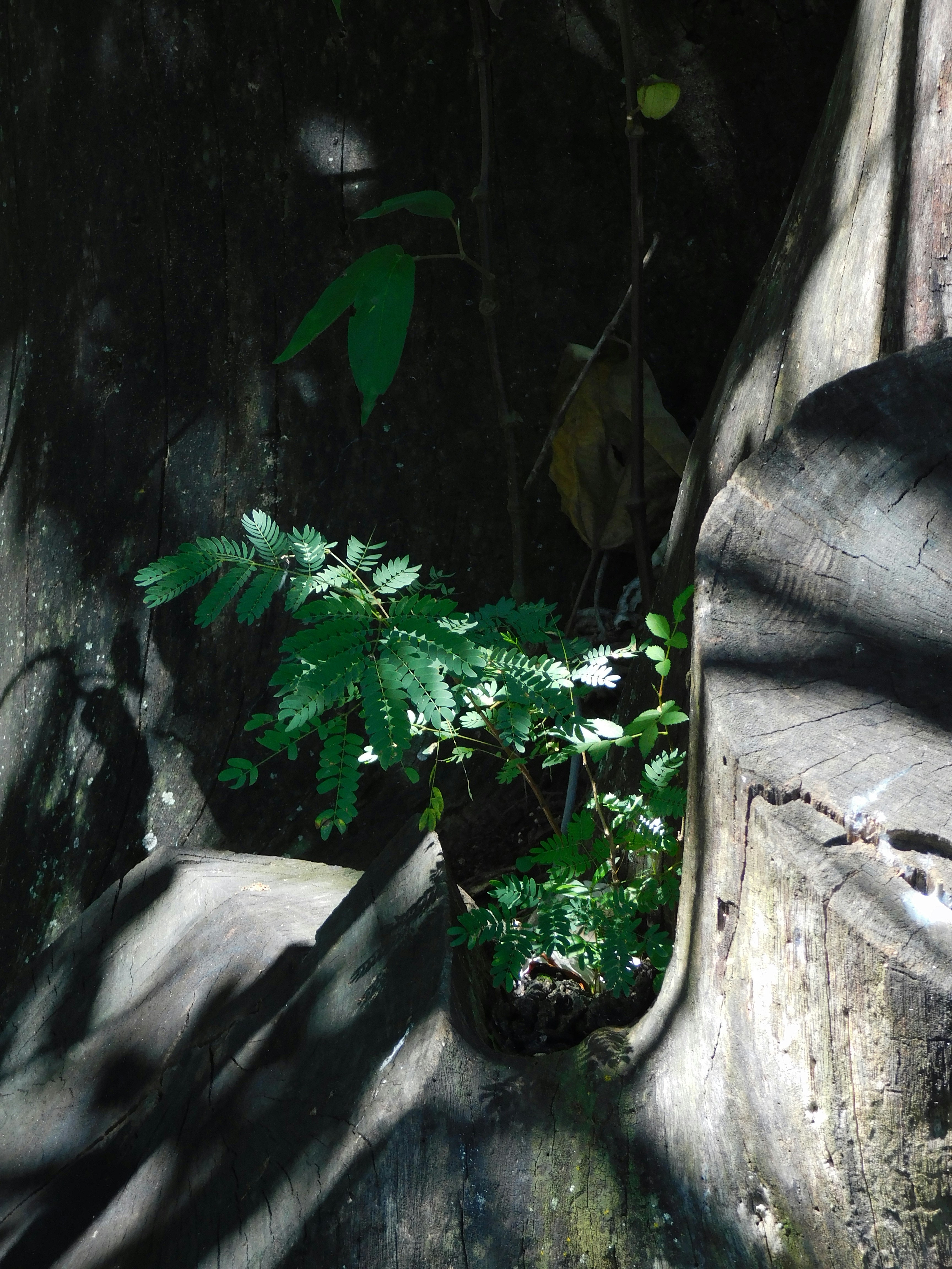 Fern in the Crevice: Green Life Surviving the Wooden Void