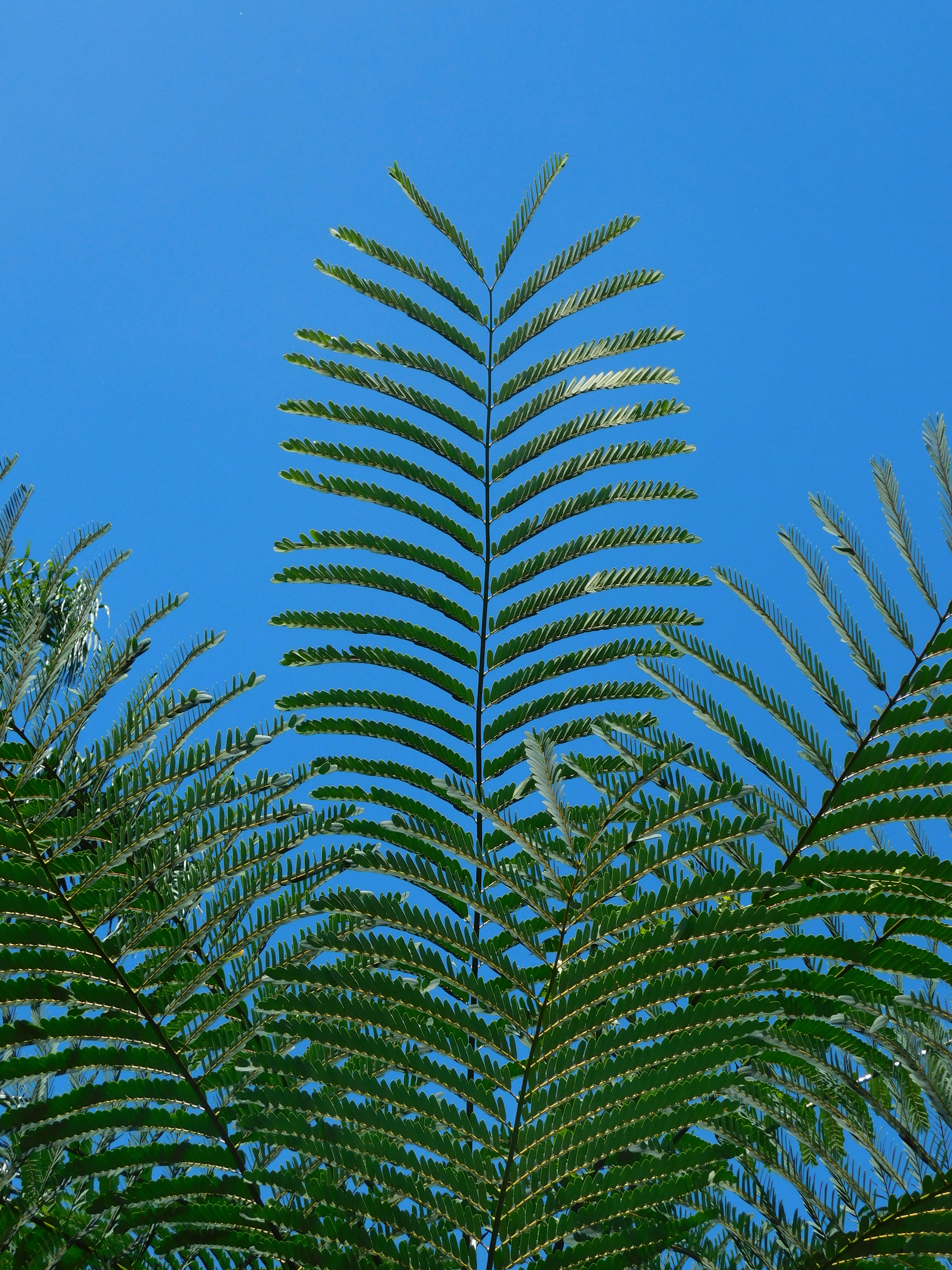 Azure Frond Cathedral Against a Clear Sky