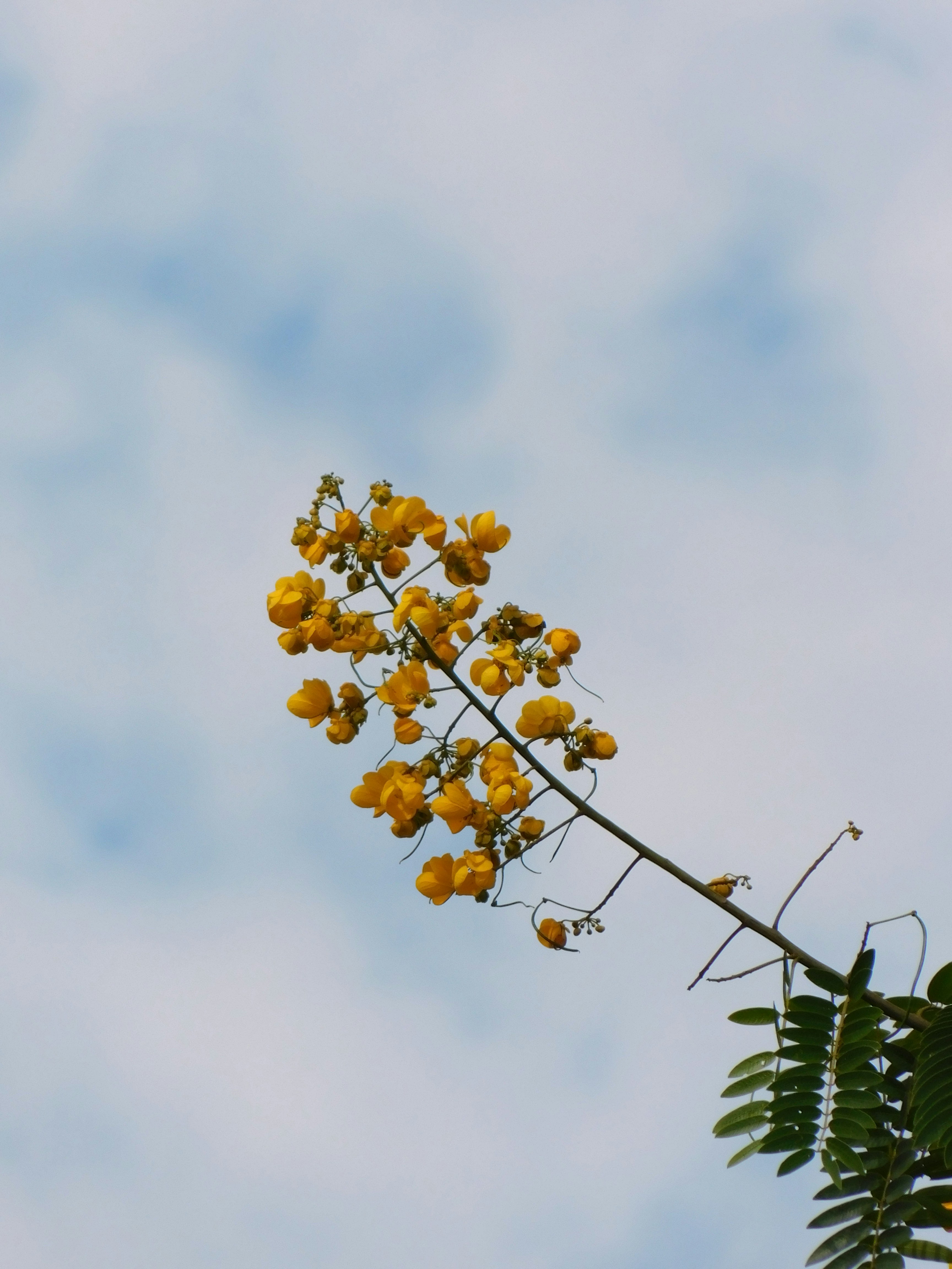 Diagonal Bloom: Golden Yellow Blossoms Reach for the Sky