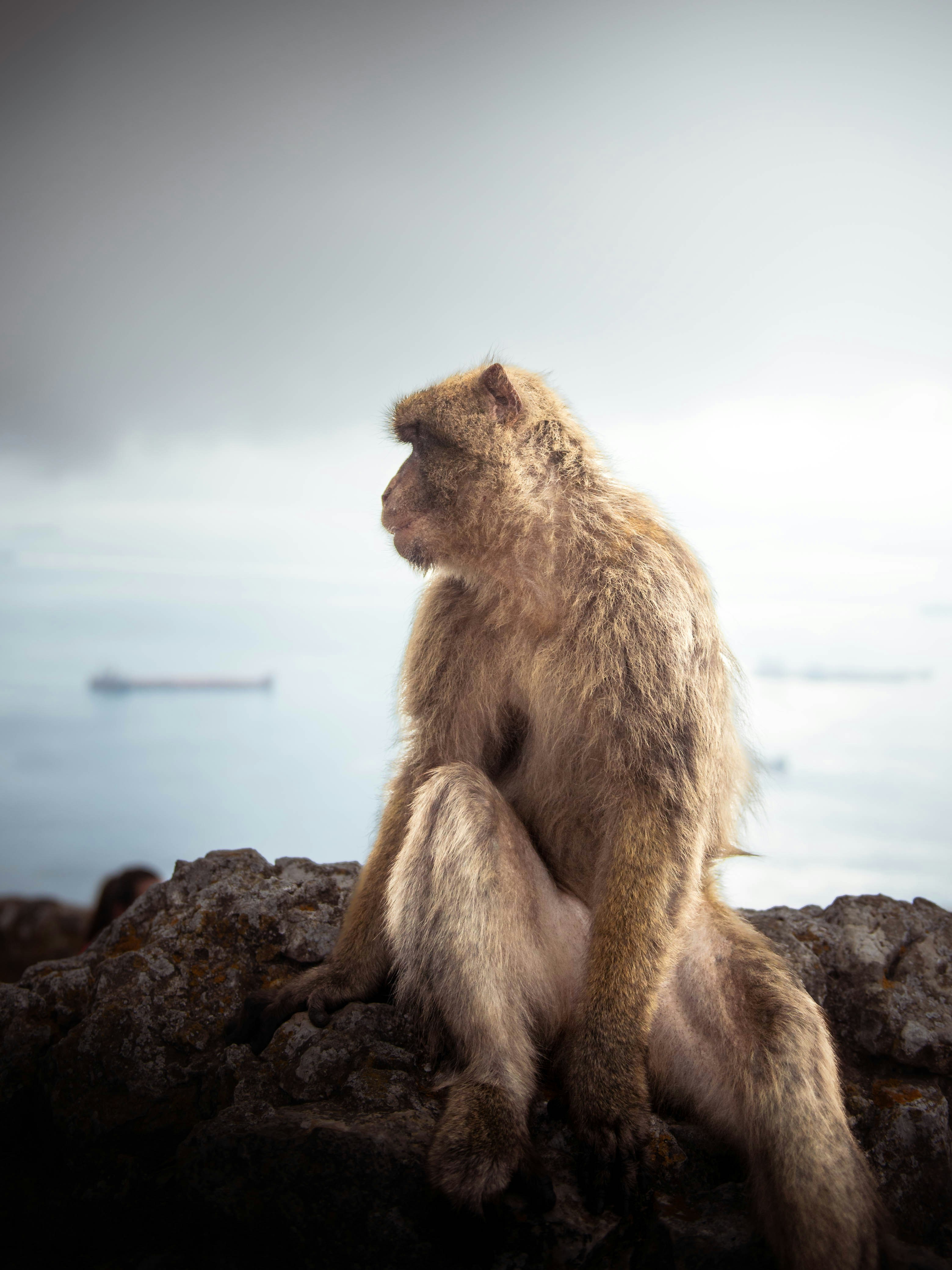 Harbor Sentinel: A Macaque on Weathered Stone Beneath the Horizon