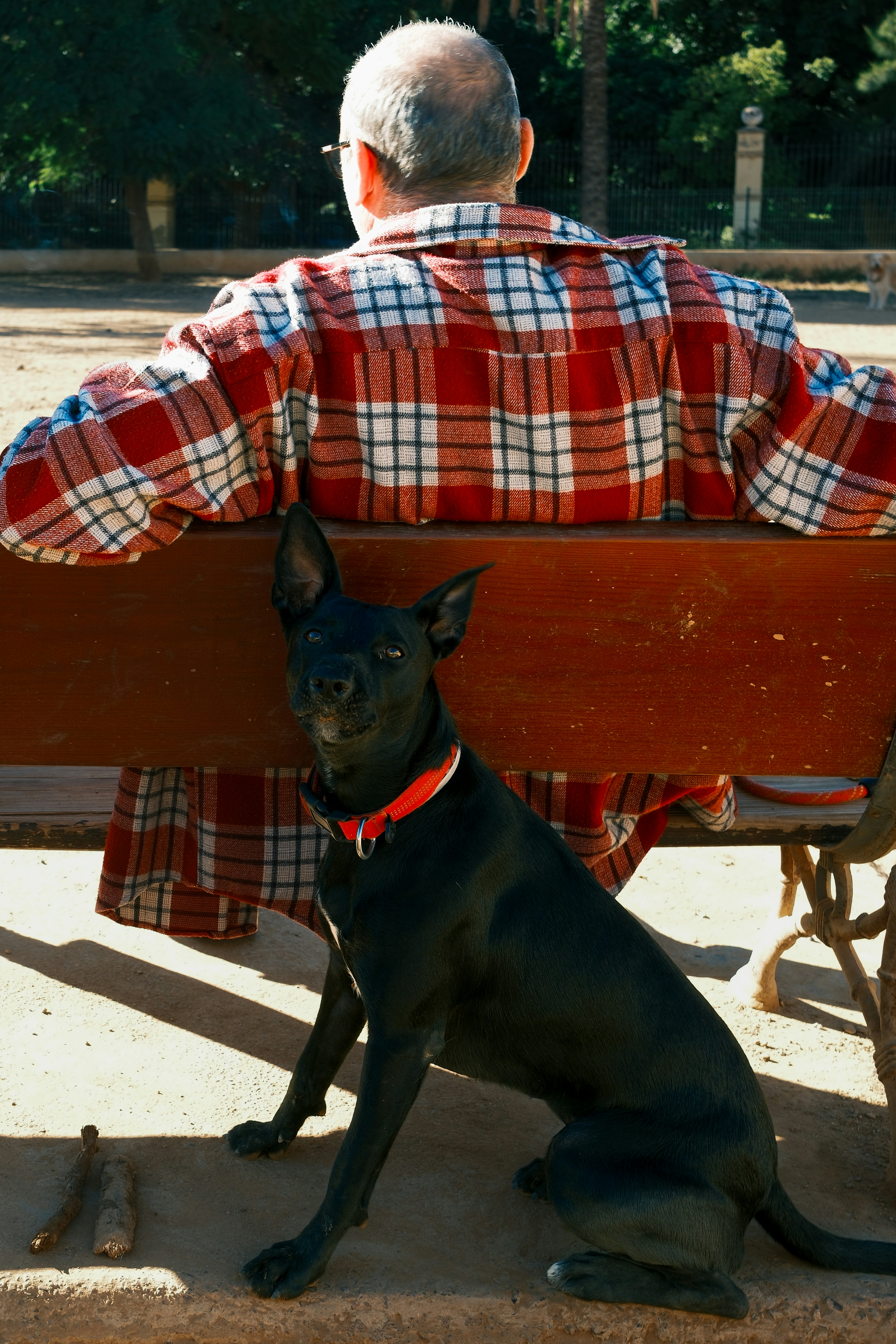 An elderly man in a red plaid shirt sits quietly on a park bench, his back turned to the camera. Beside him, a black dog with a red collar looks directly into the lens with a calm, alert expression. The early sunlight casts soft shadows, adding warmth to this intimate moment of companionship and routine. | Man and dog relaxing on a park bench.