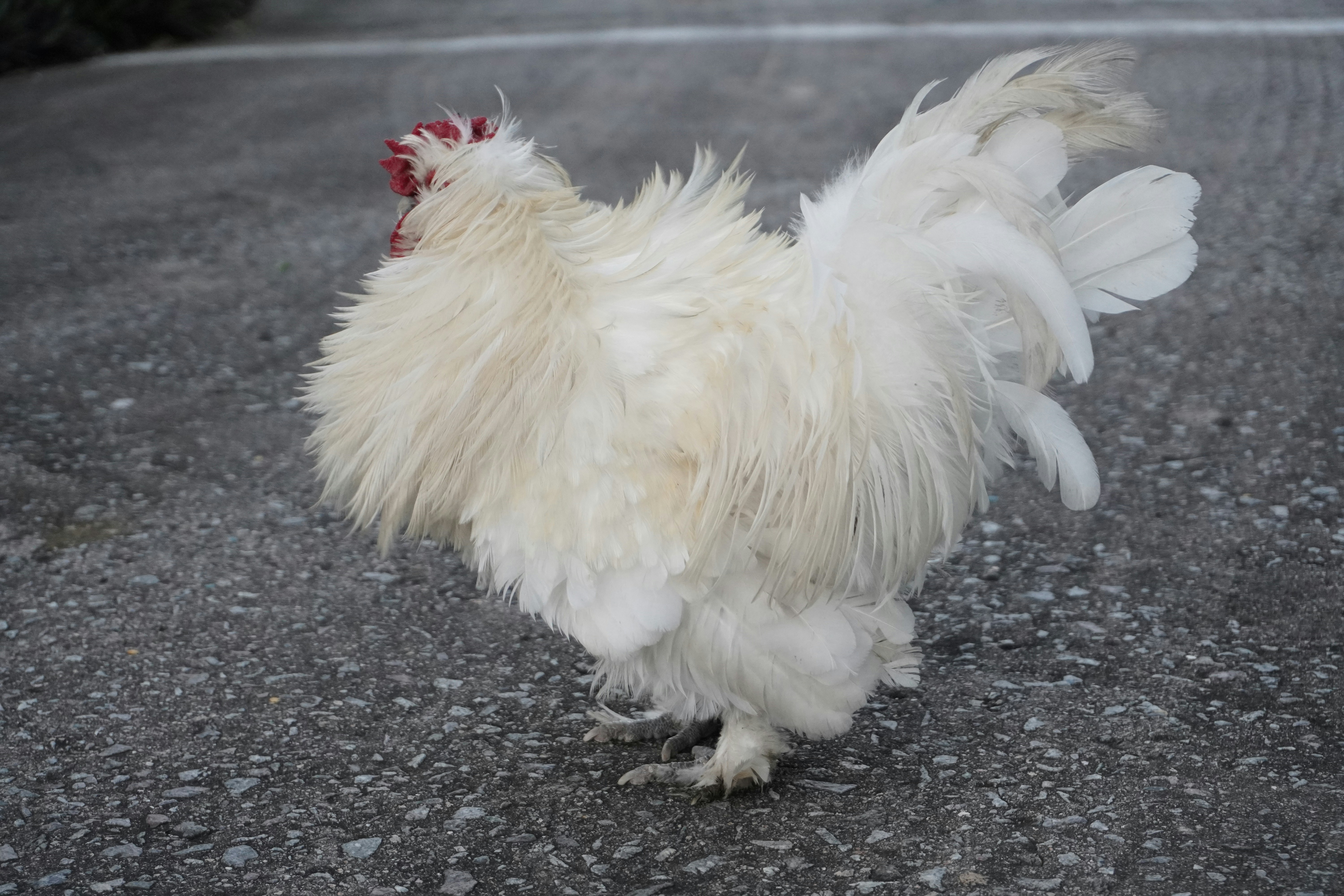 Fluffy white chicken with a vibrant red comb stands on a gravel surface, showcasing its unique feather texture.