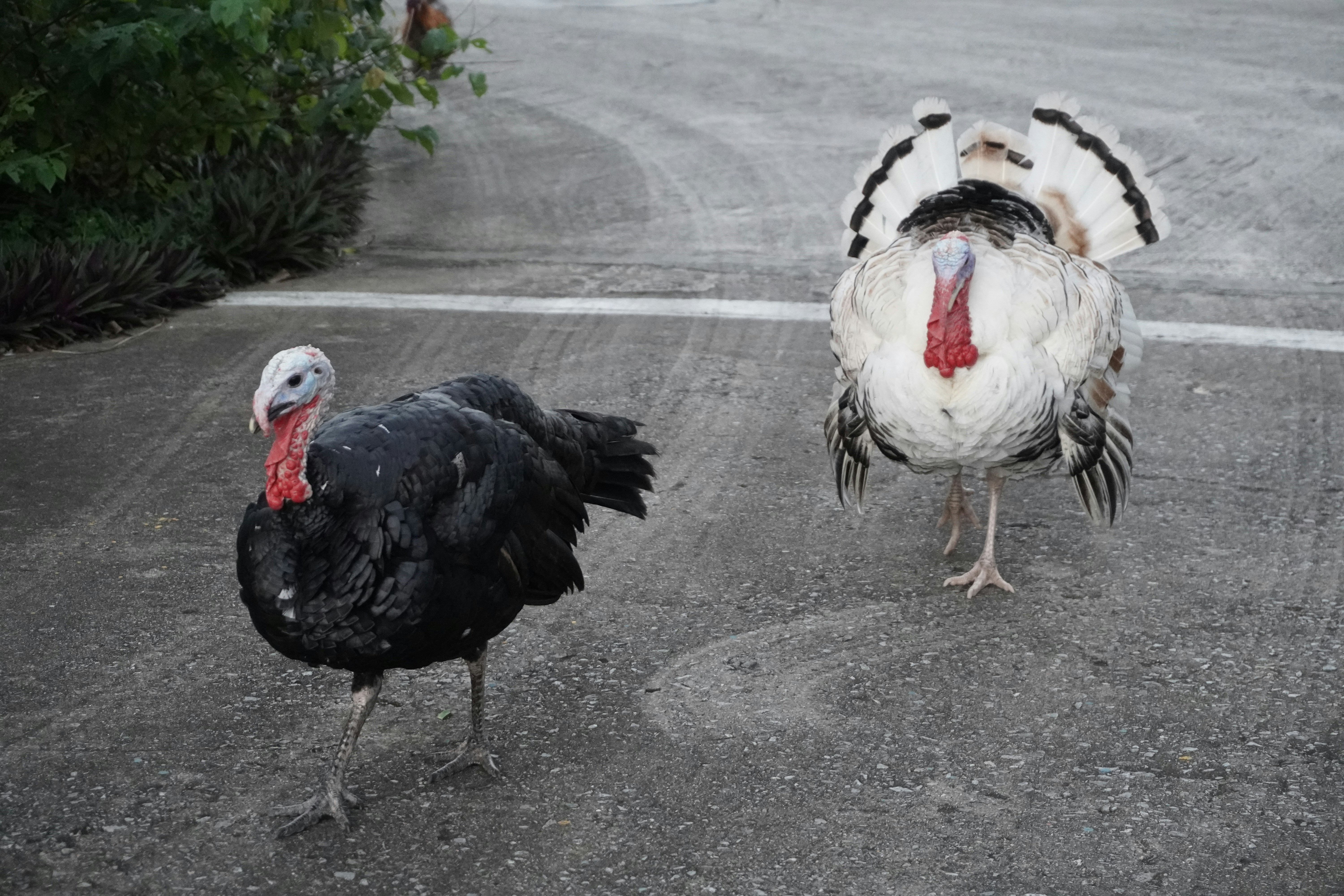 Two turkeys are walking on a paved surface.