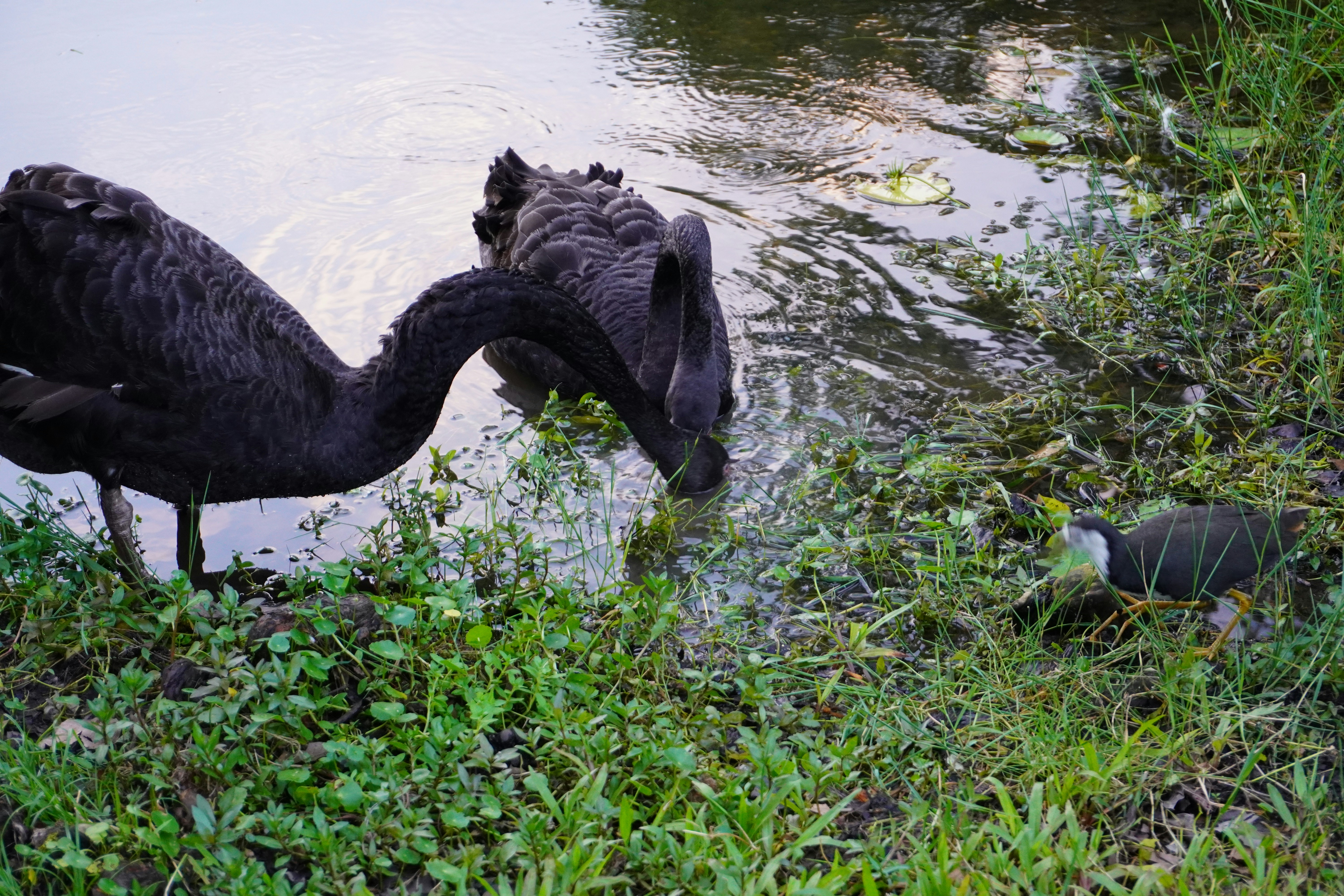 Harmony at the Water's Edge