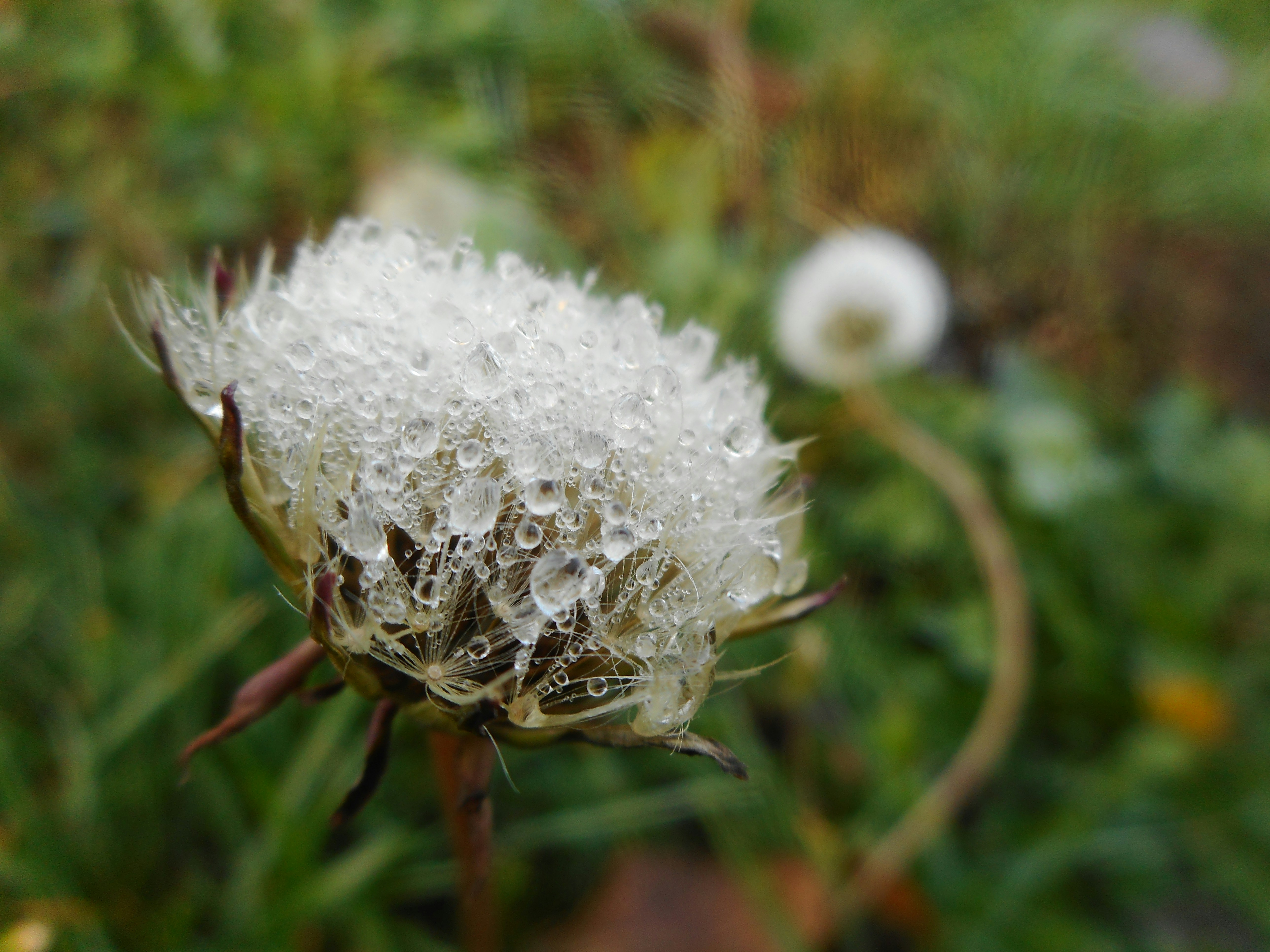 Dew-kissed seed head: a micro view of resilience in a summer meadow