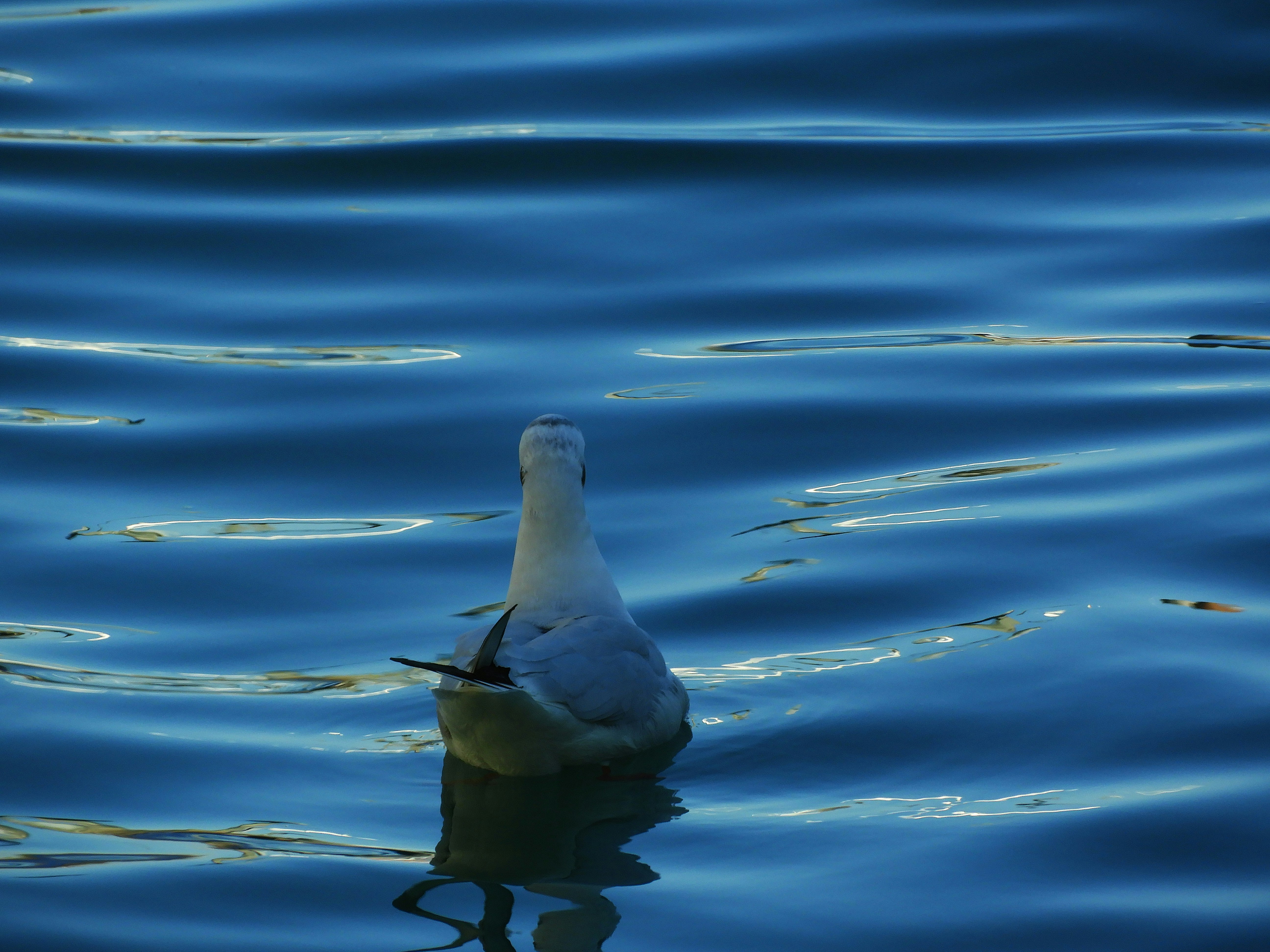 A bird swims on the water's surface.