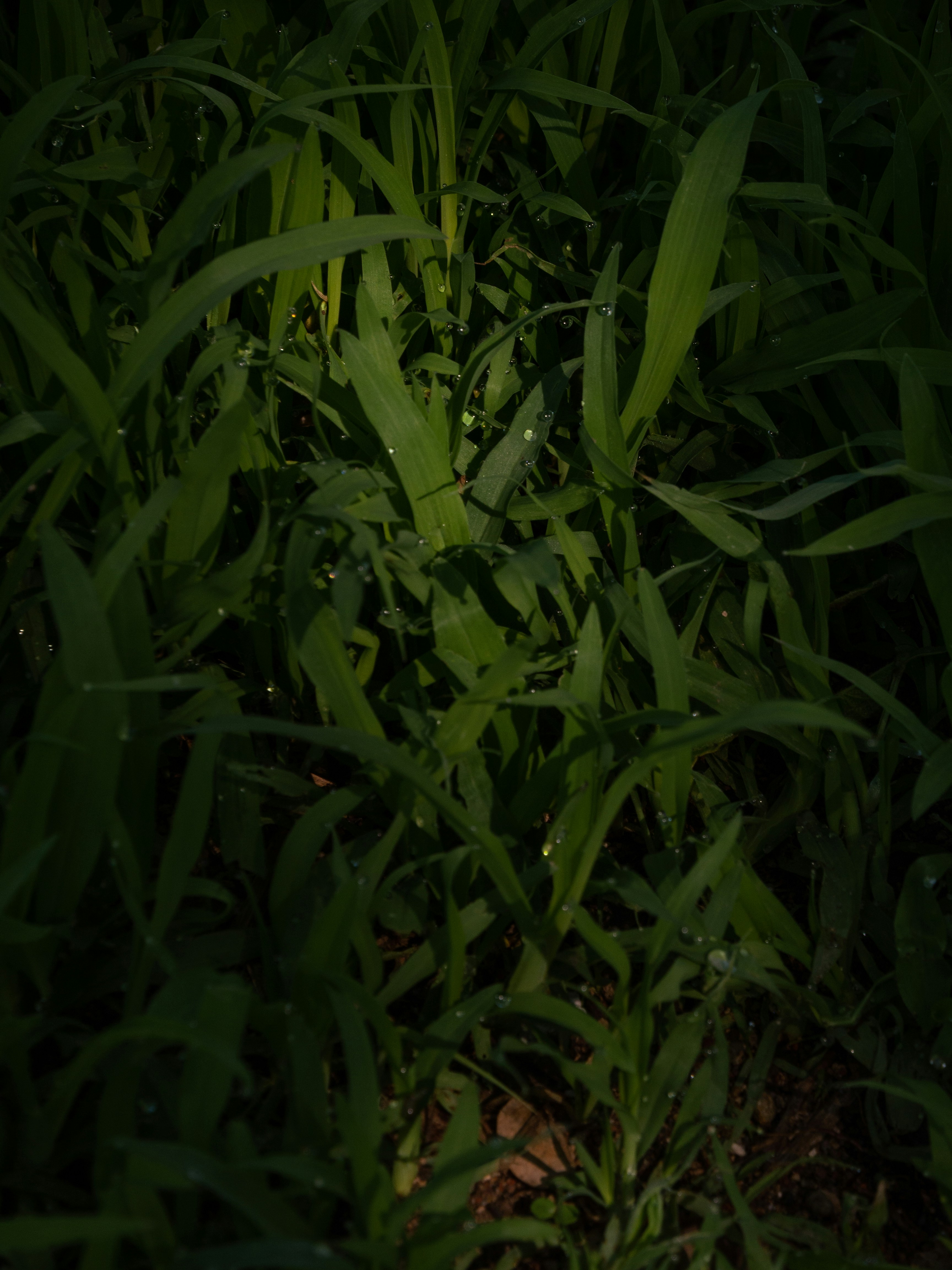 Lush green grass adorned with glistening droplets of water, capturing the essence of a tranquil morning scene.
