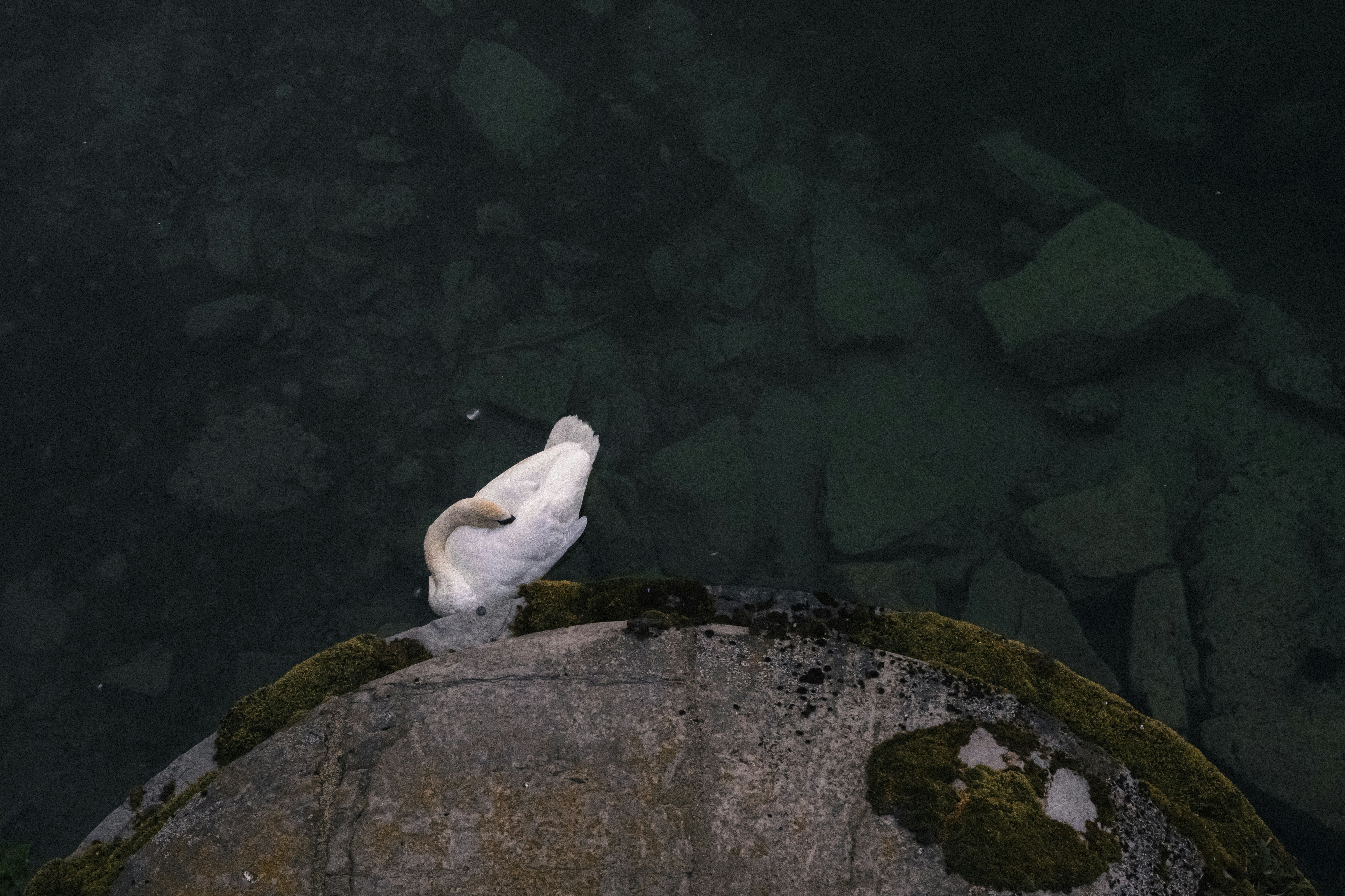 A white bird perches near dark water.