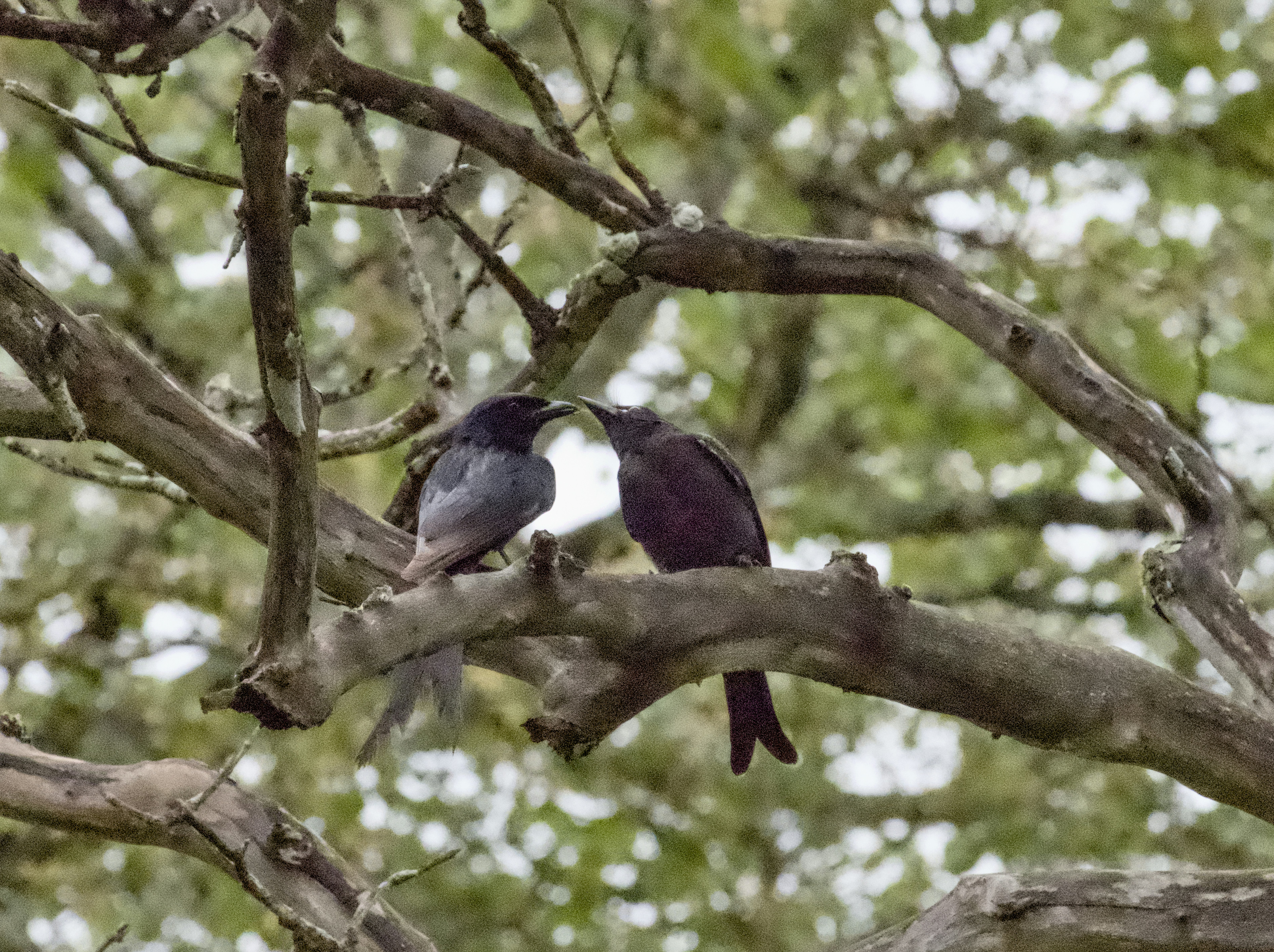 A Moment of Connection Among the Trees