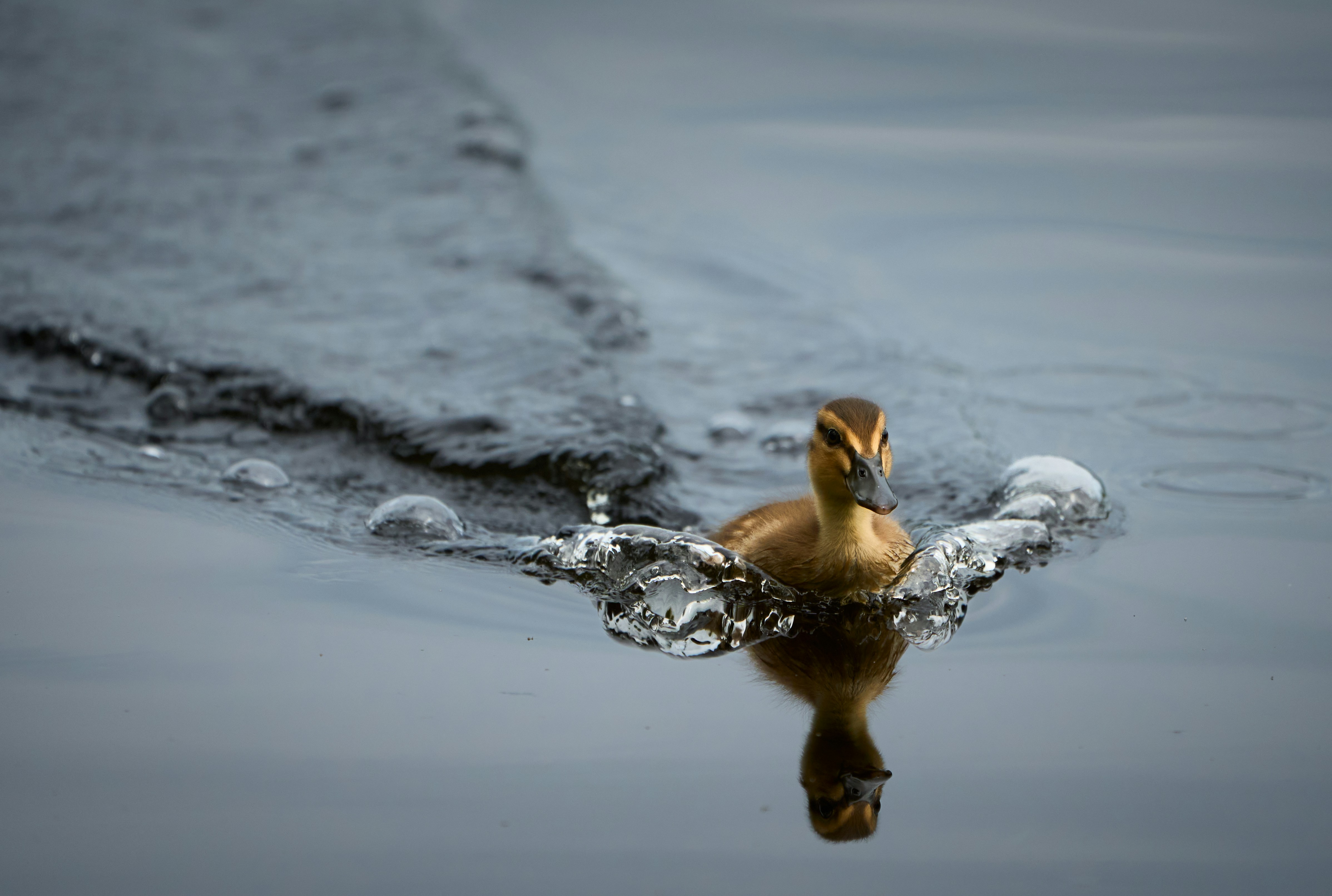 A duck glides gracefully across a still water surface, creating ripples and bubbles in its wake. The calmness of the scene reflects the tranquility of nature.