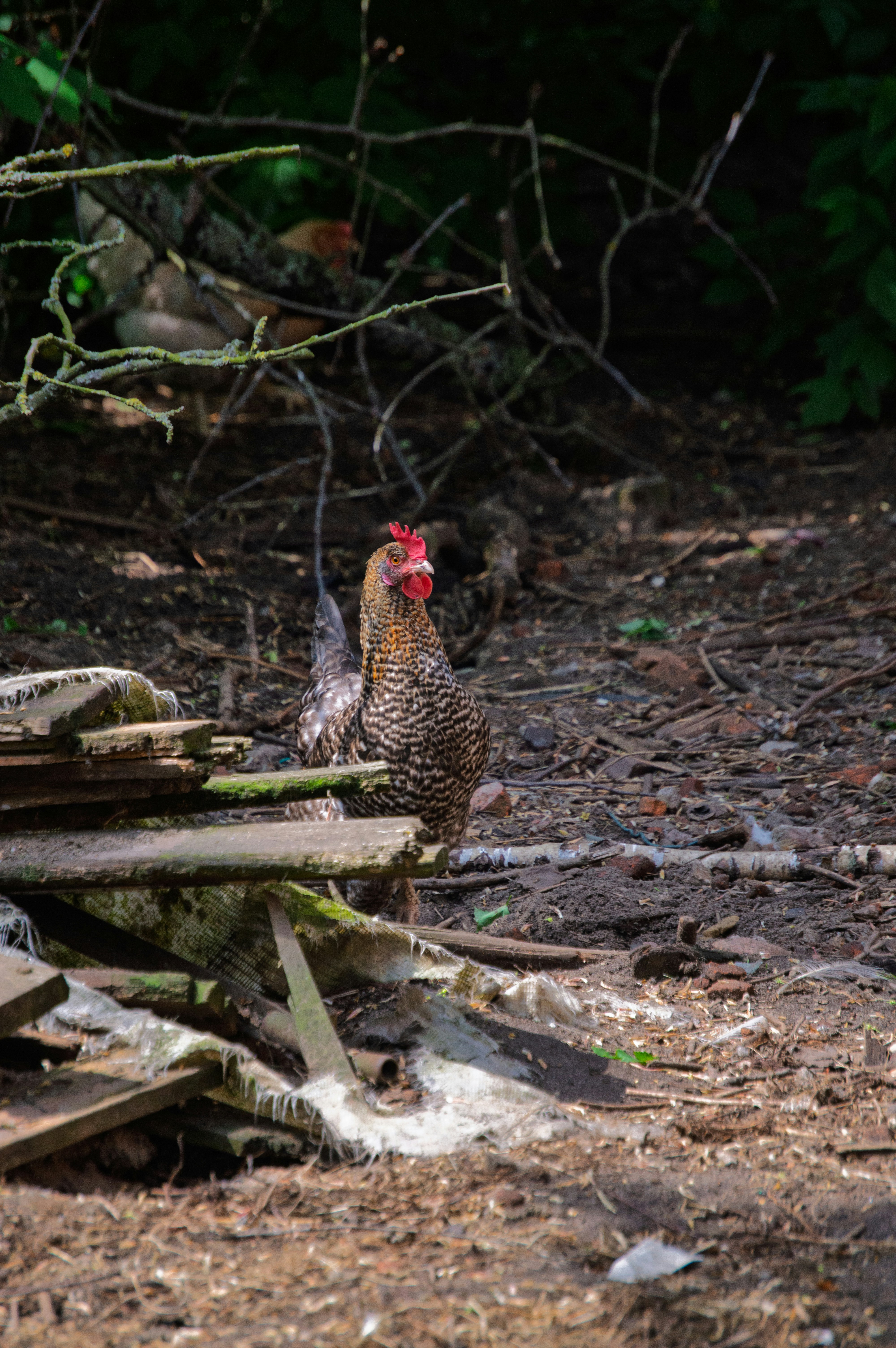The Curious Hen Amidst Nature's Remnants
