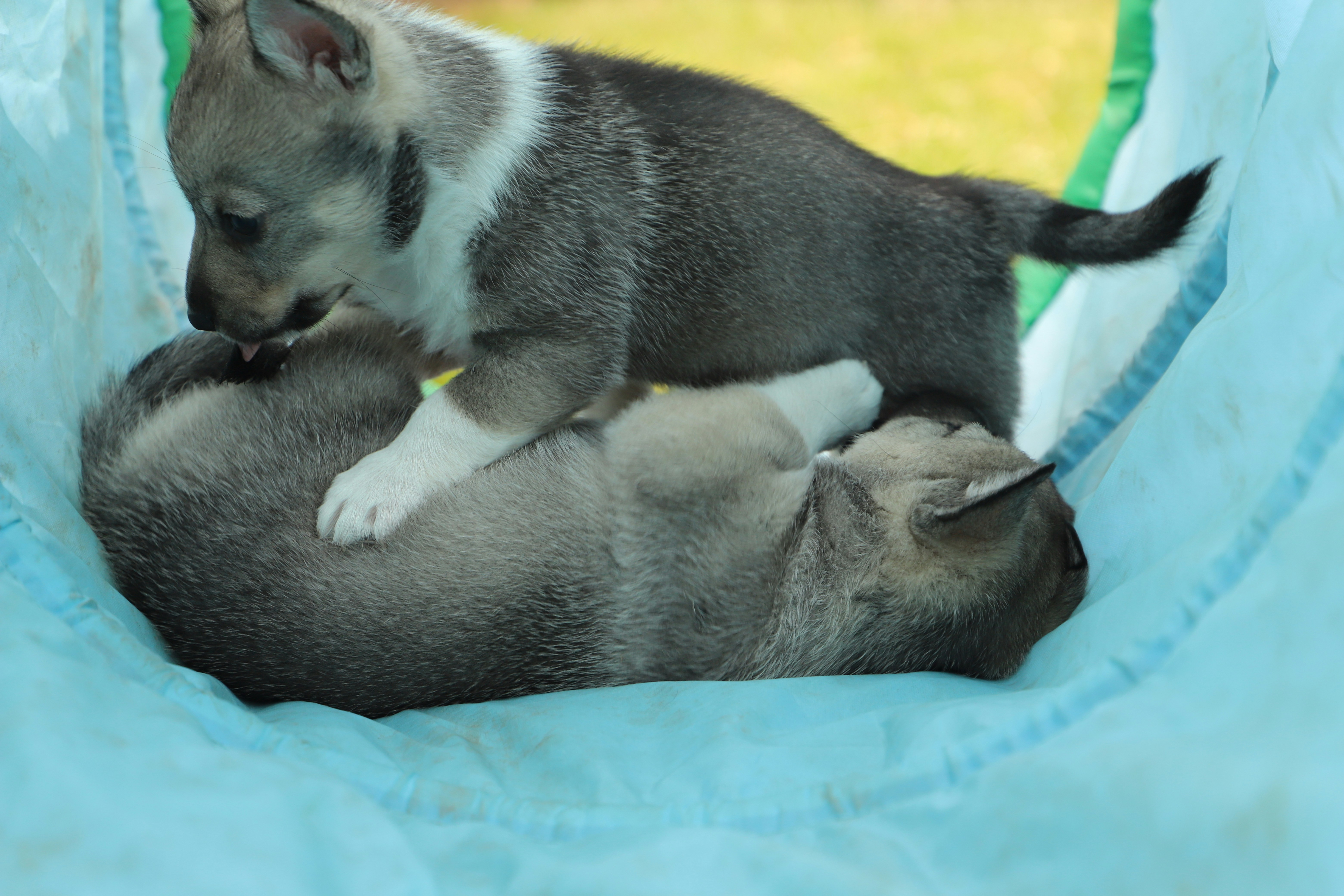 Playful Paws: A Moment of Puppy Antics