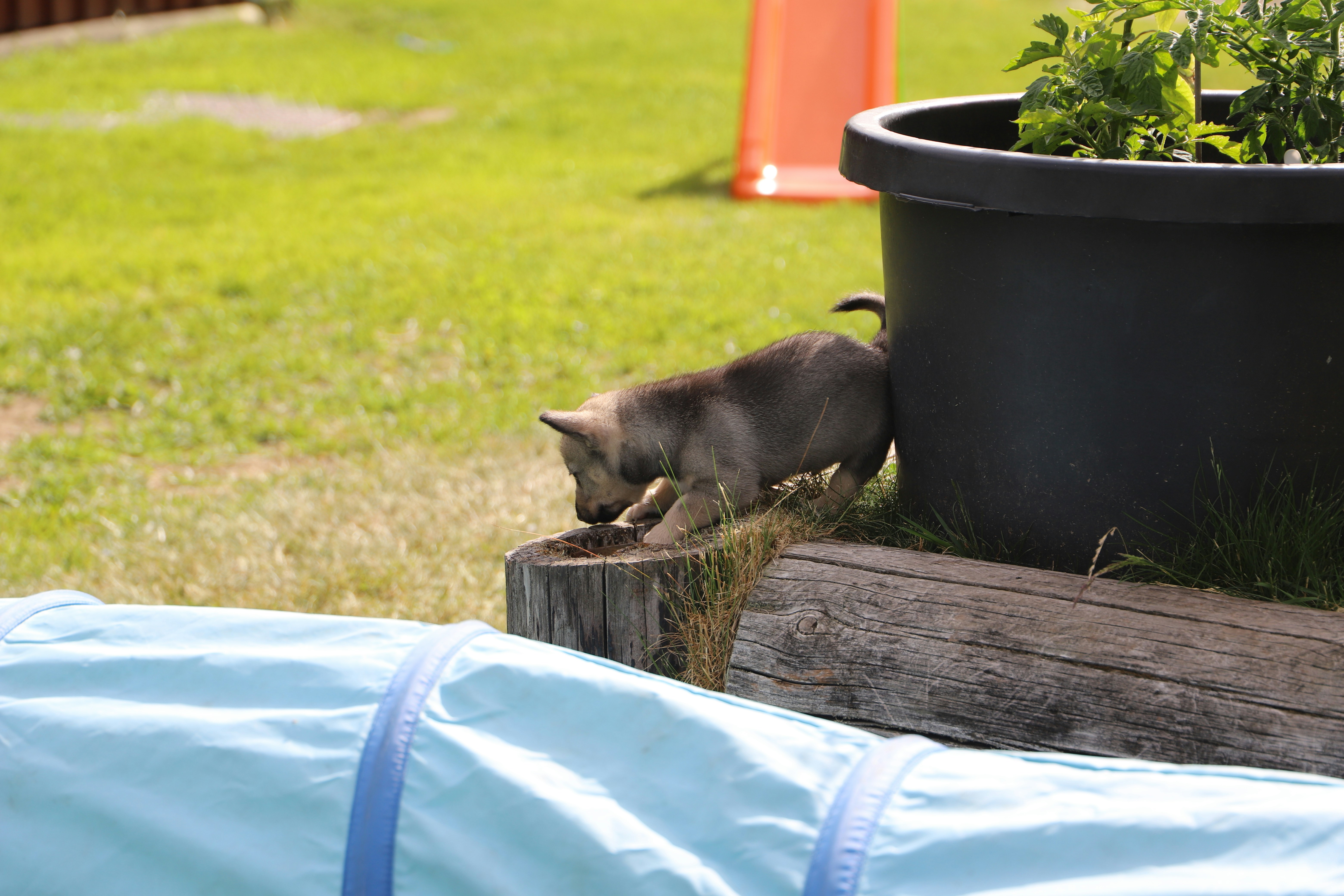 Curious Pup's Garden Adventure