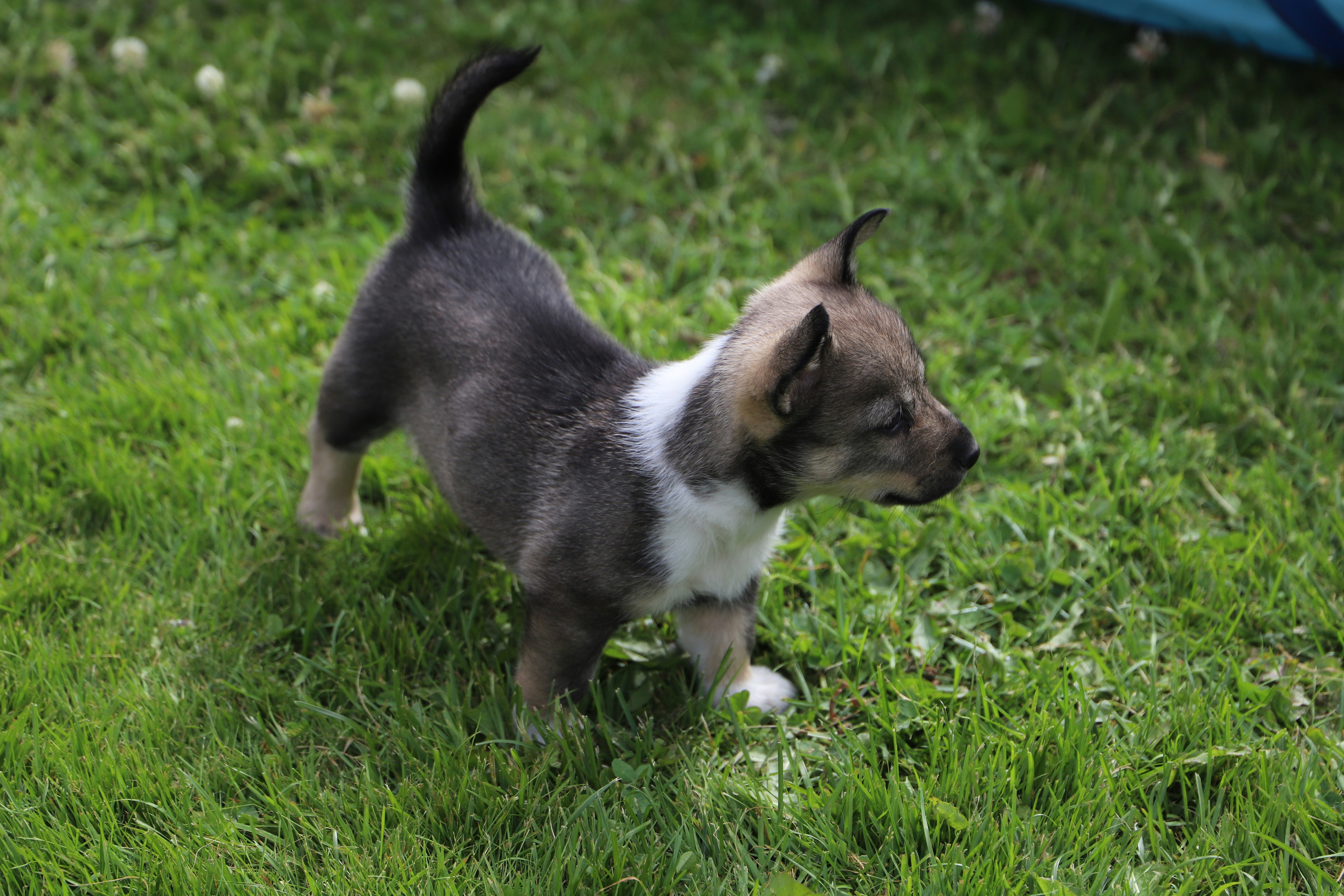 Curious Pup in Playful Exploration