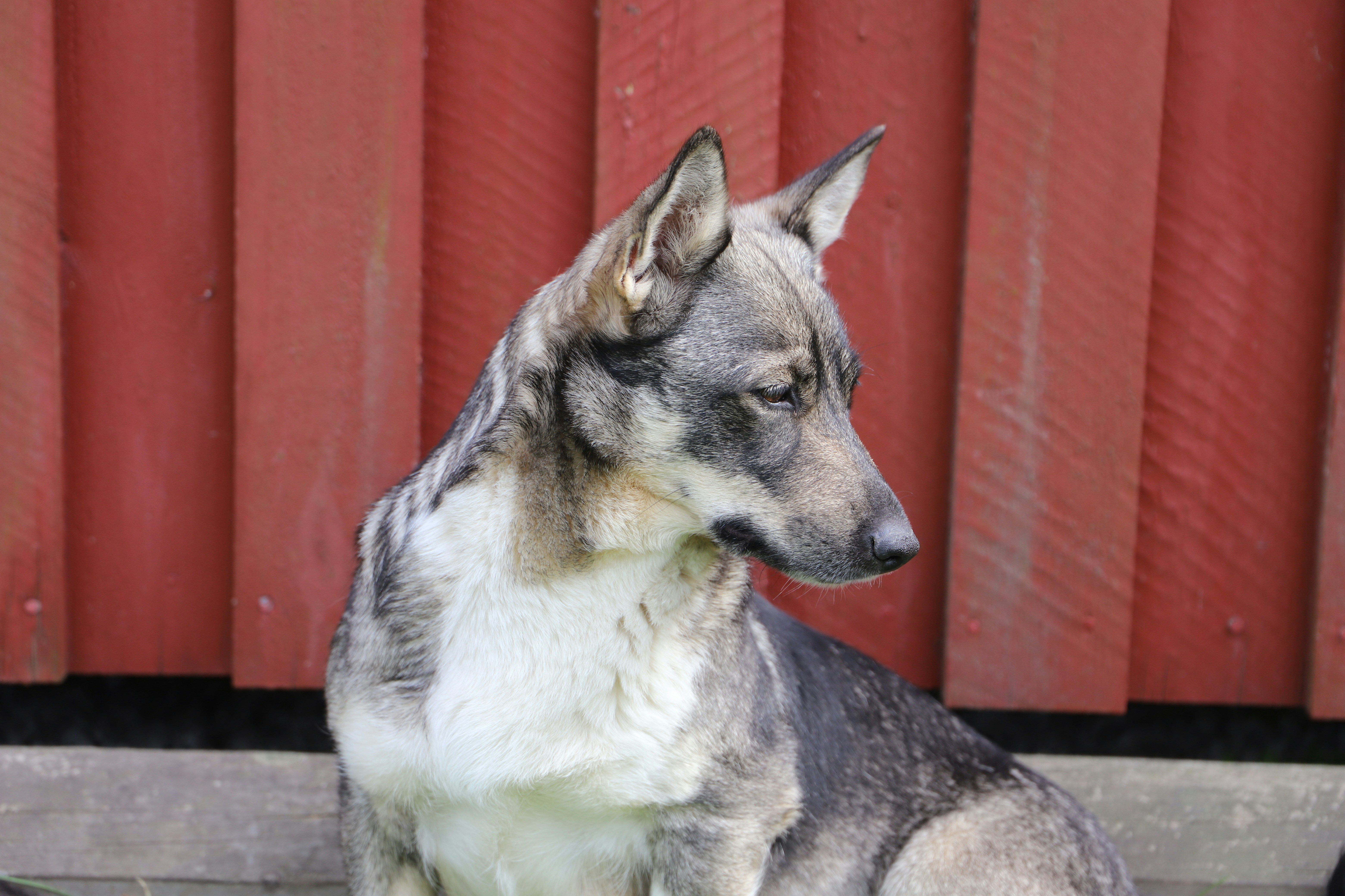 Gaze on the Crimson Fence: Portrait of a Gray-Coated Hound