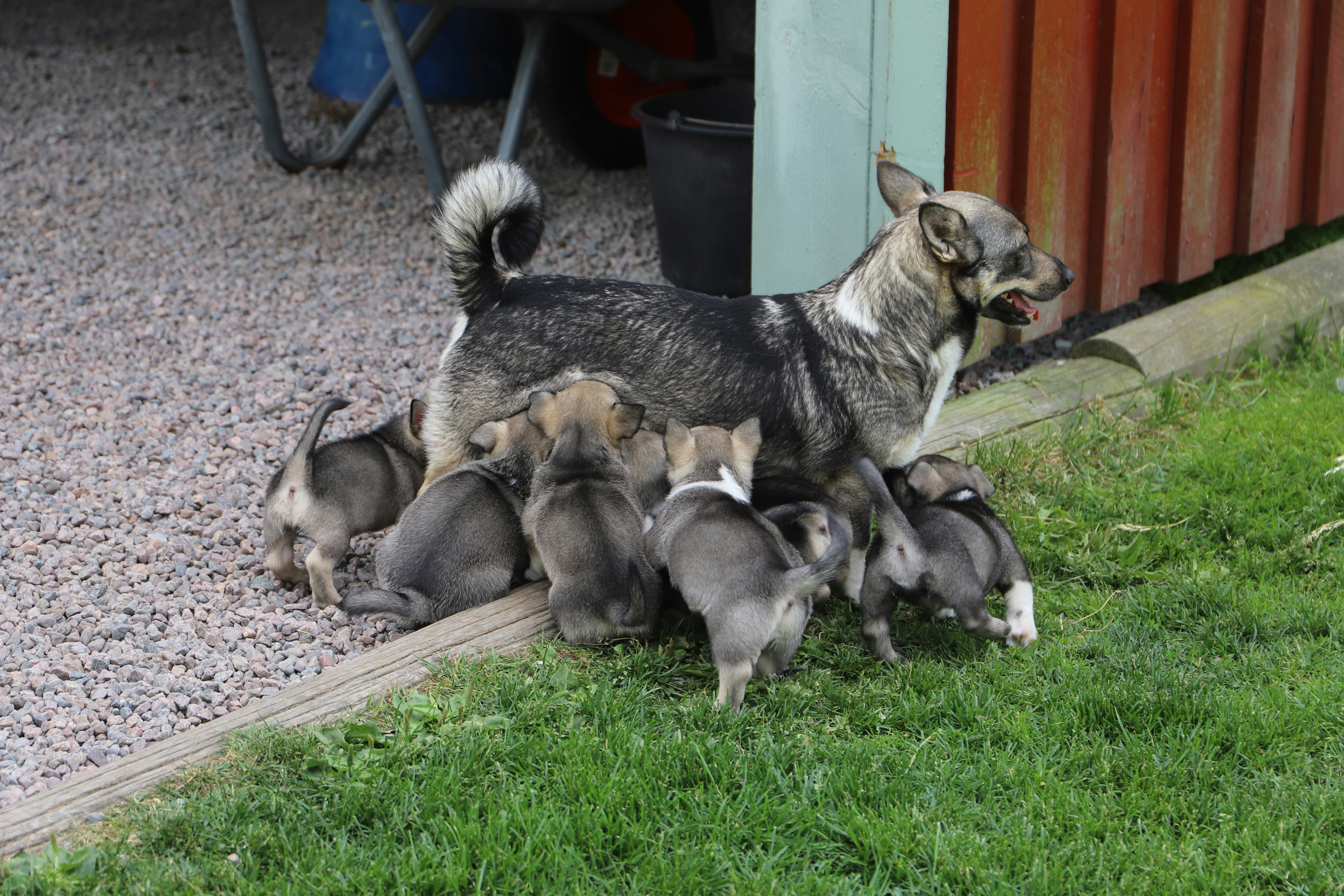 A mother dog nurses her adorable puppies. photo – Free Agile Image on ...