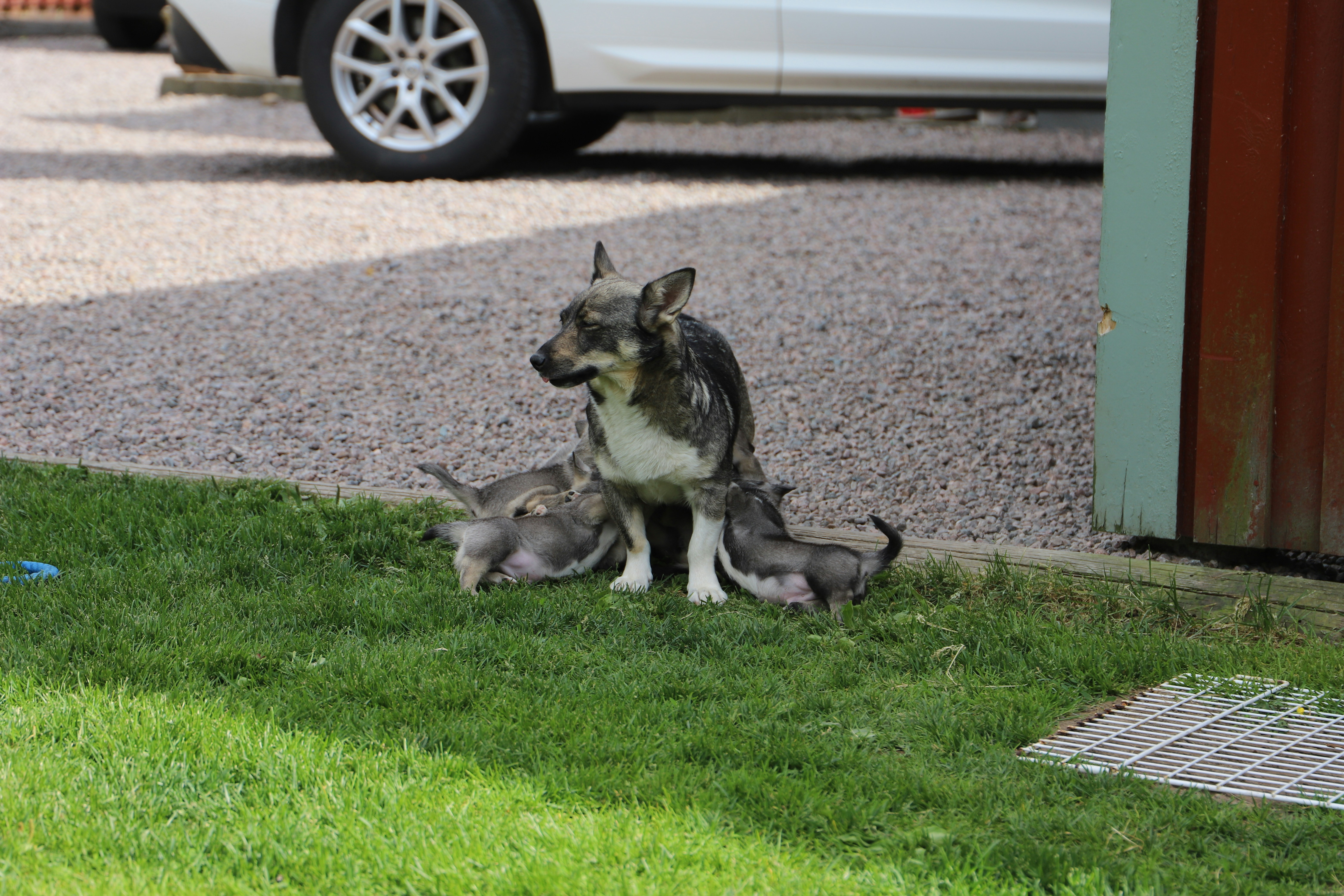 Caring Canine: A Moment of Nurture
