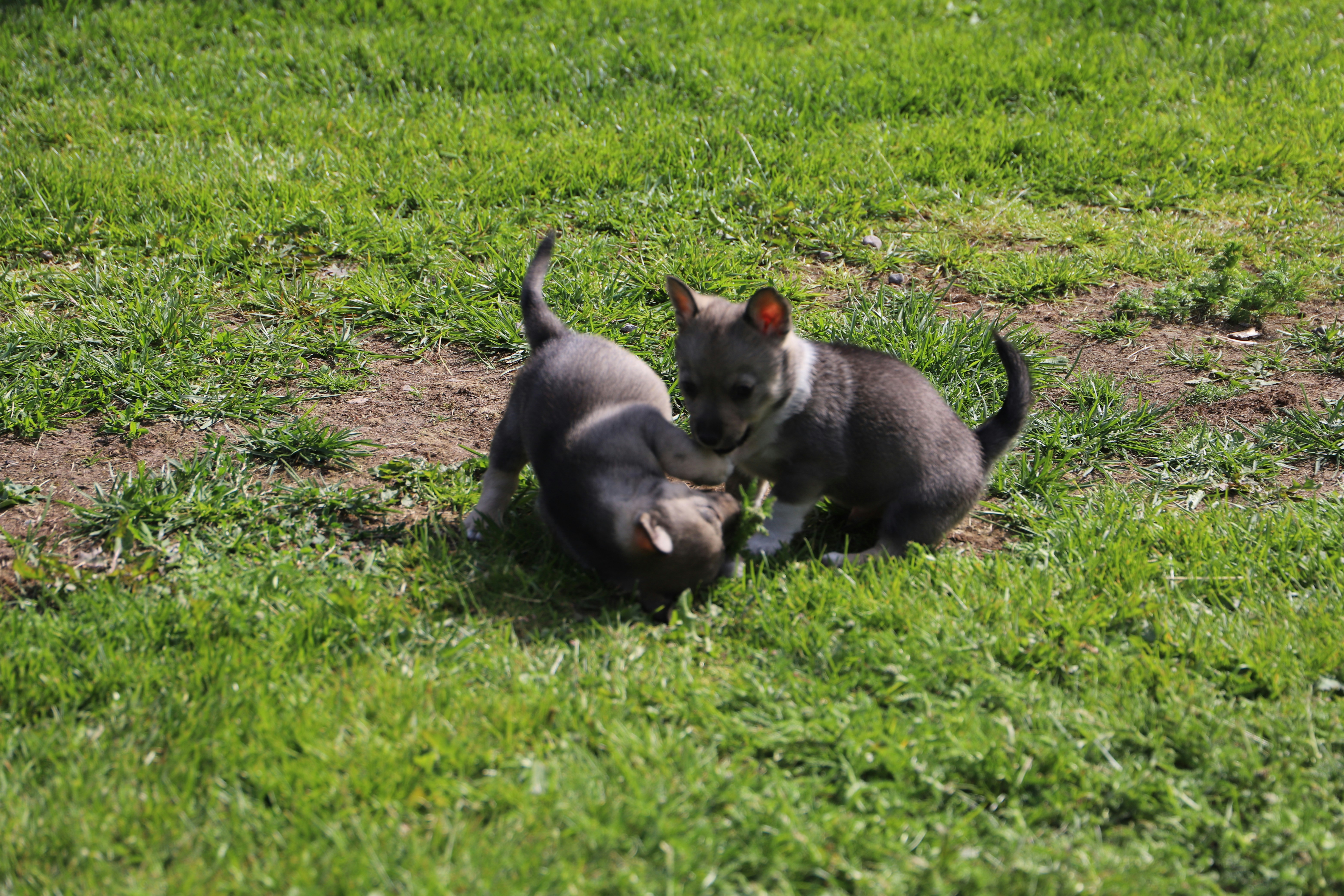 Two Curious Pups Tangle in Sunlit Grass