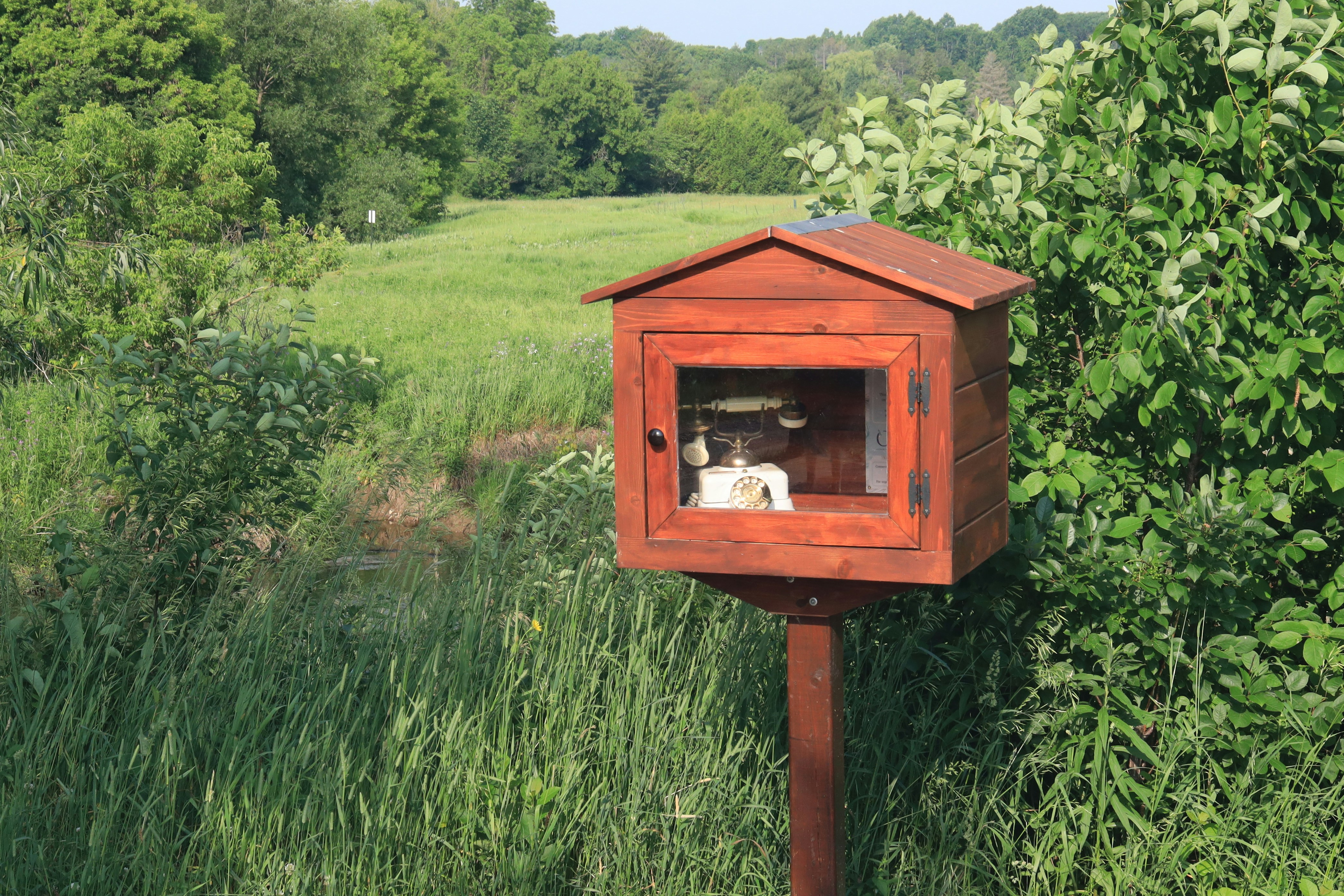 Nature's Little Library: A Wooden Treasure Chest