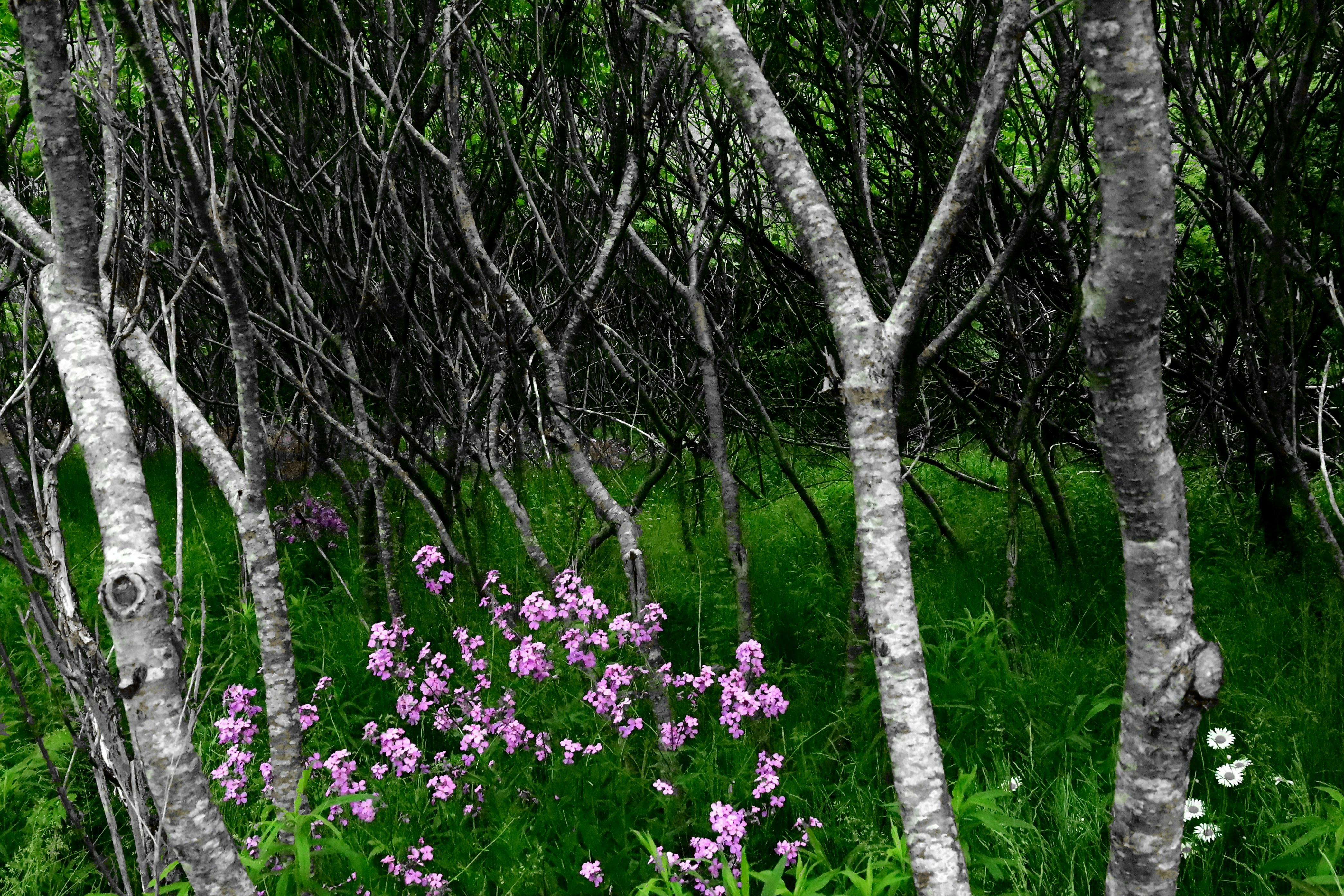 Whispers of Nature's Palette
