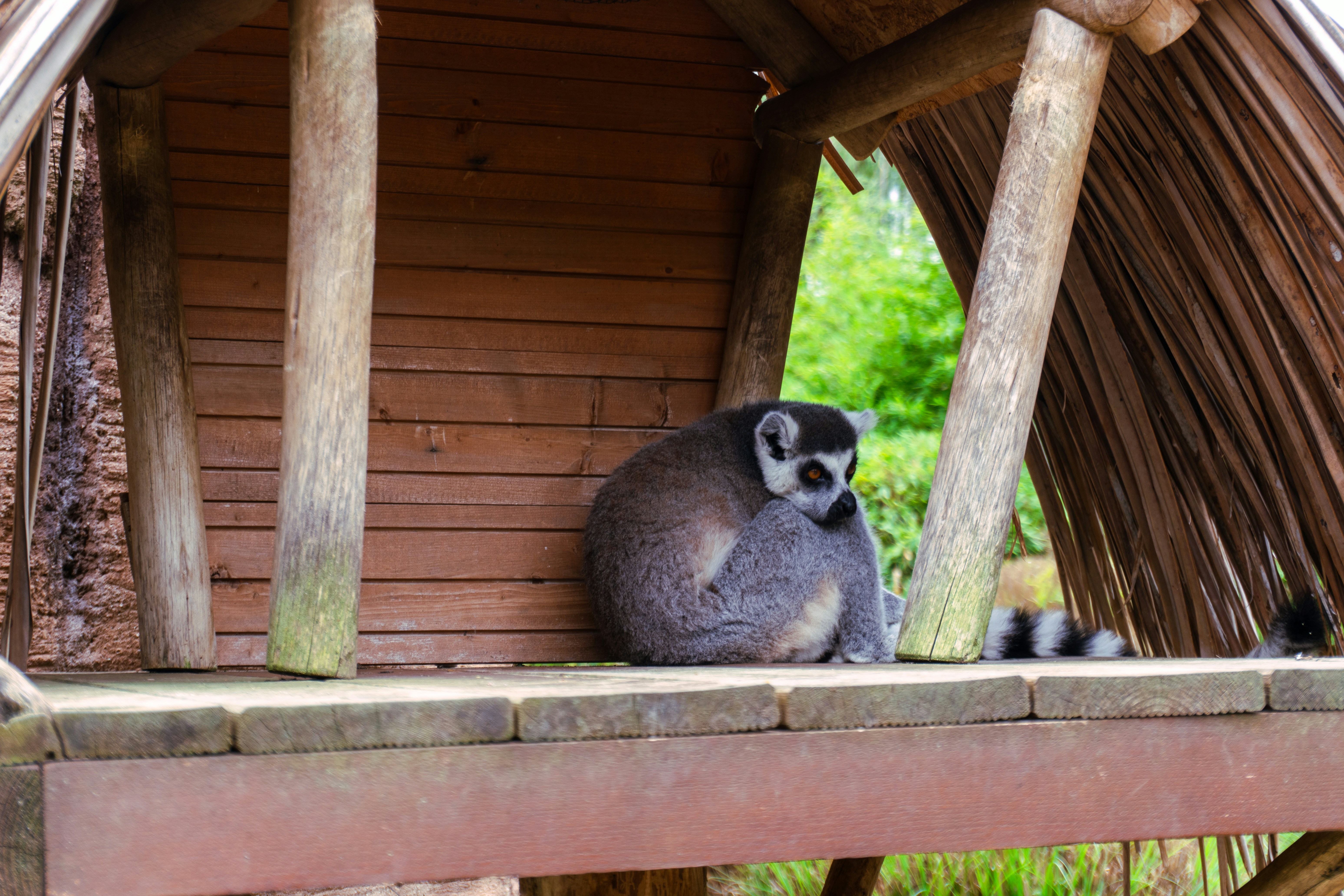 The Contemplative Lemur: A Moment of Solitude