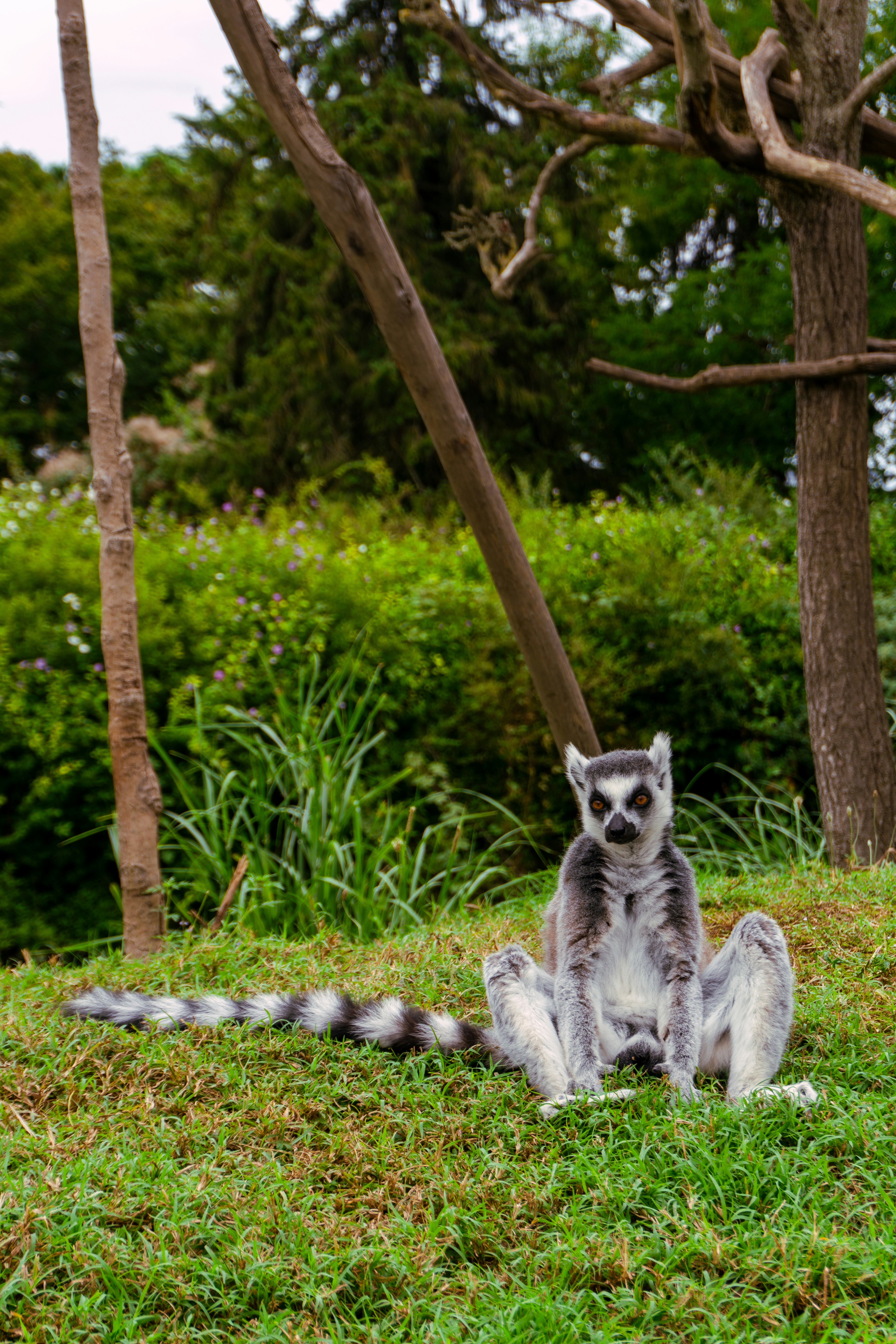 Ring-Tailed Observer in a Quiet Garden
