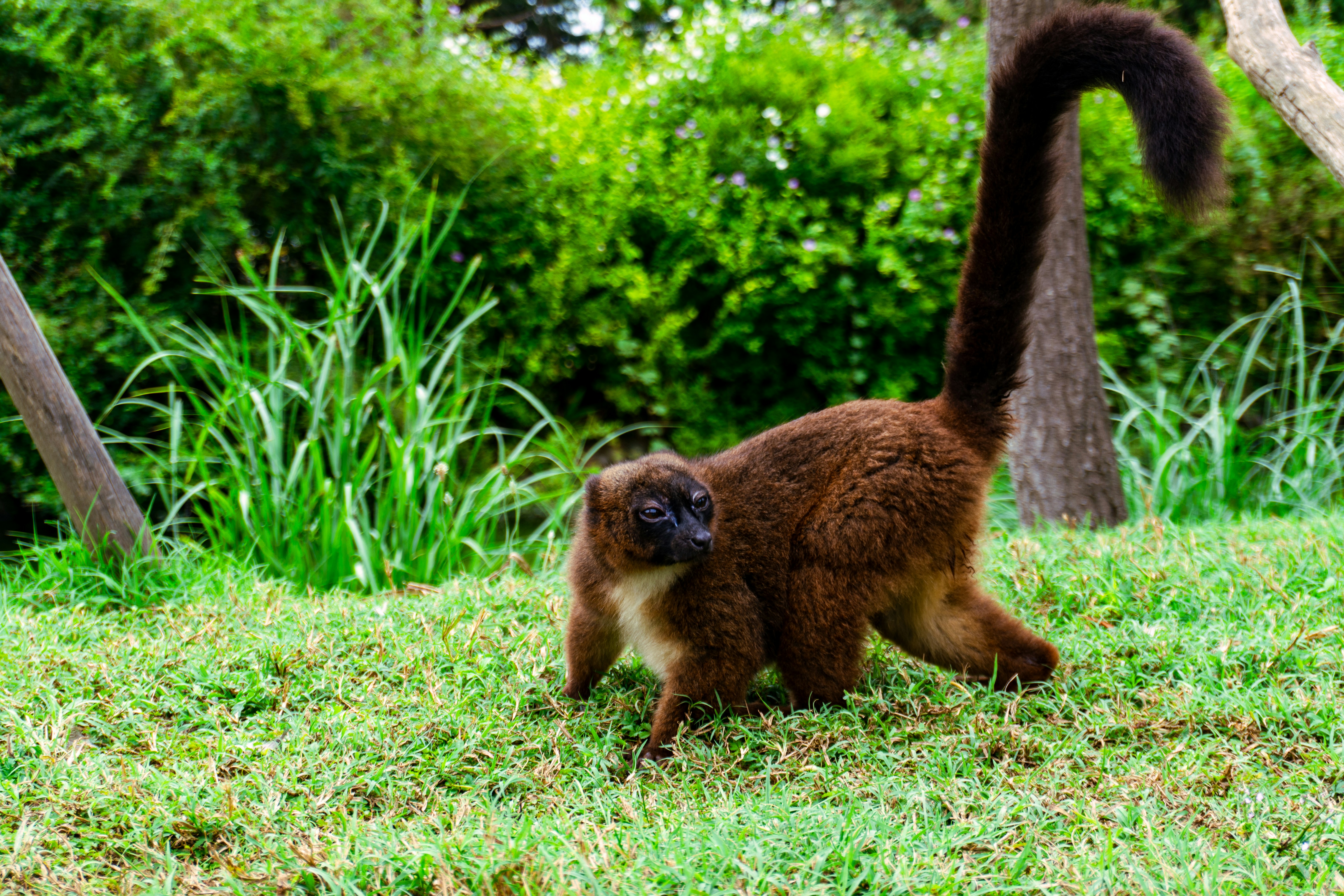 The Curious Explorer in Greenery