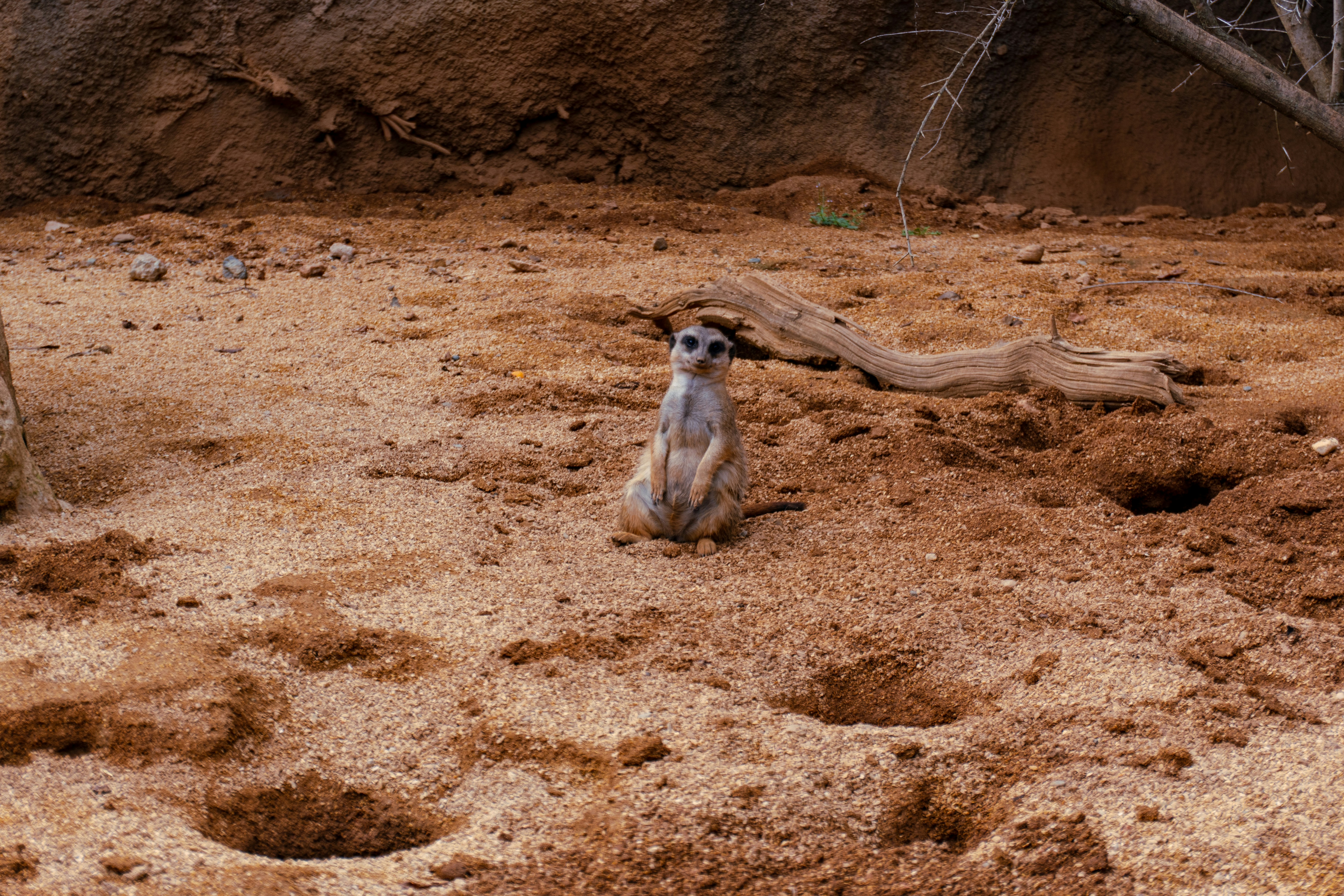 The Watchful Guardian of the Desert