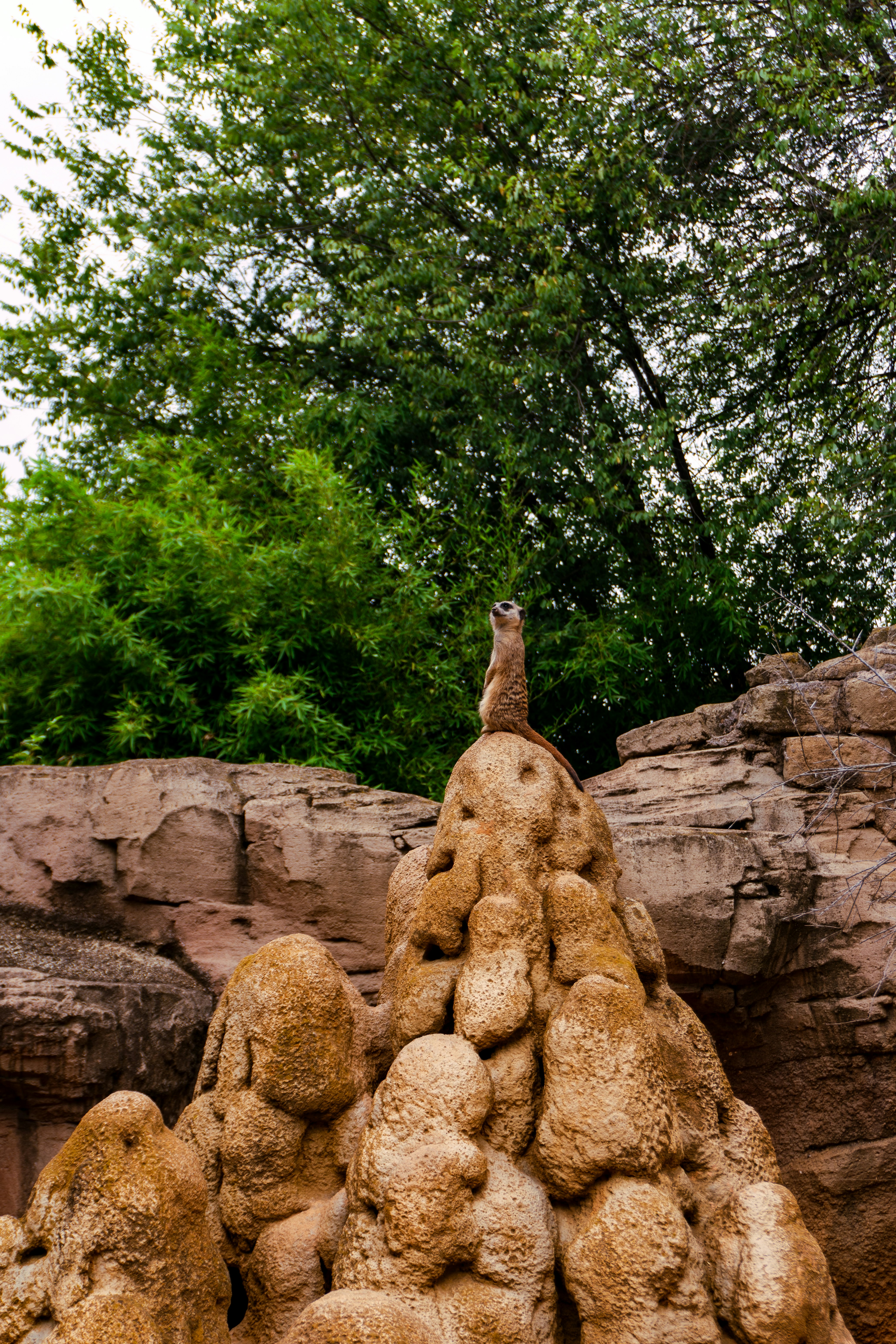 A meerkat surveys its surroundings from a high perch.