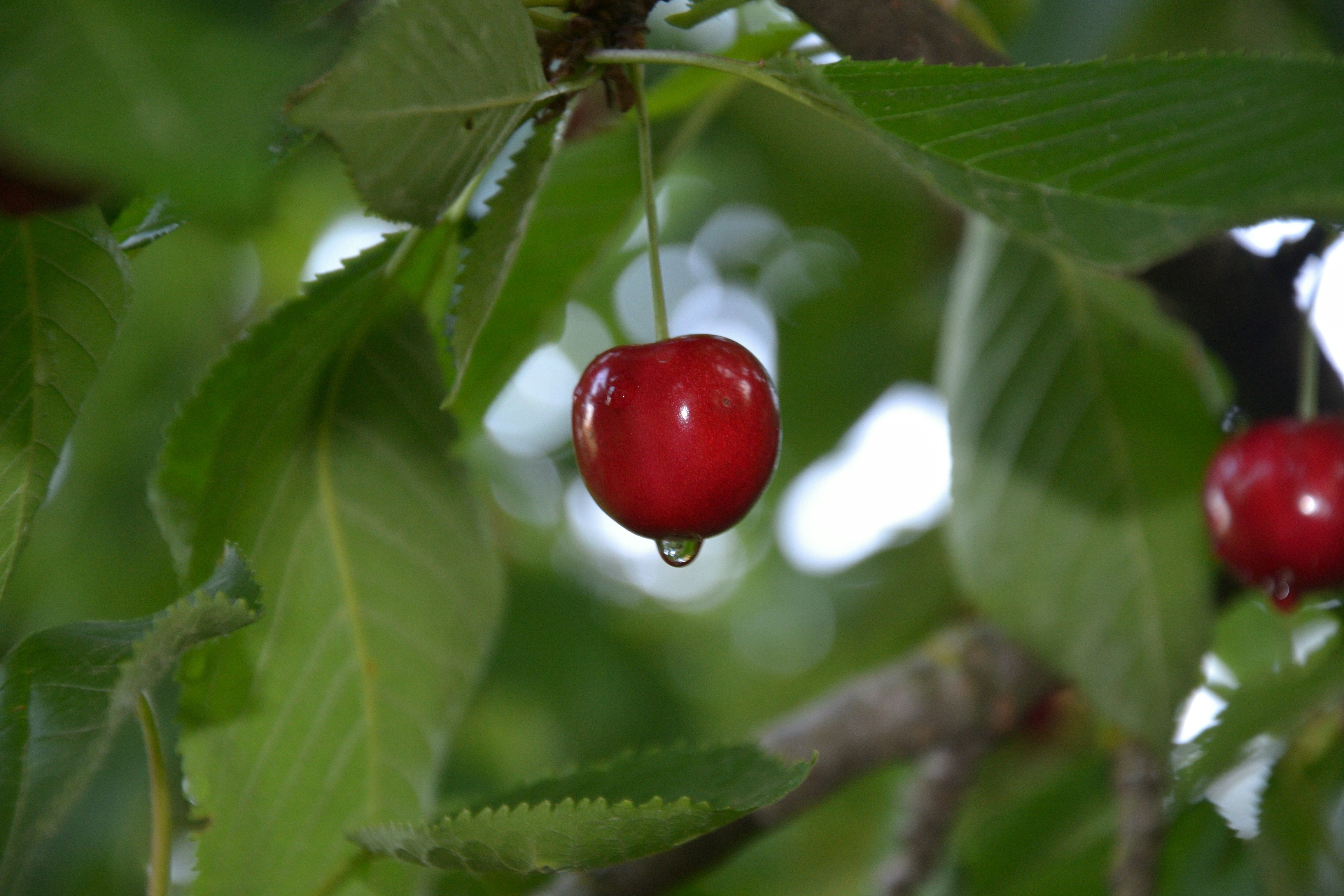 A vibrant red cherry hangs delicately from a branch, glistening with a drop of water amidst lush green leaves.