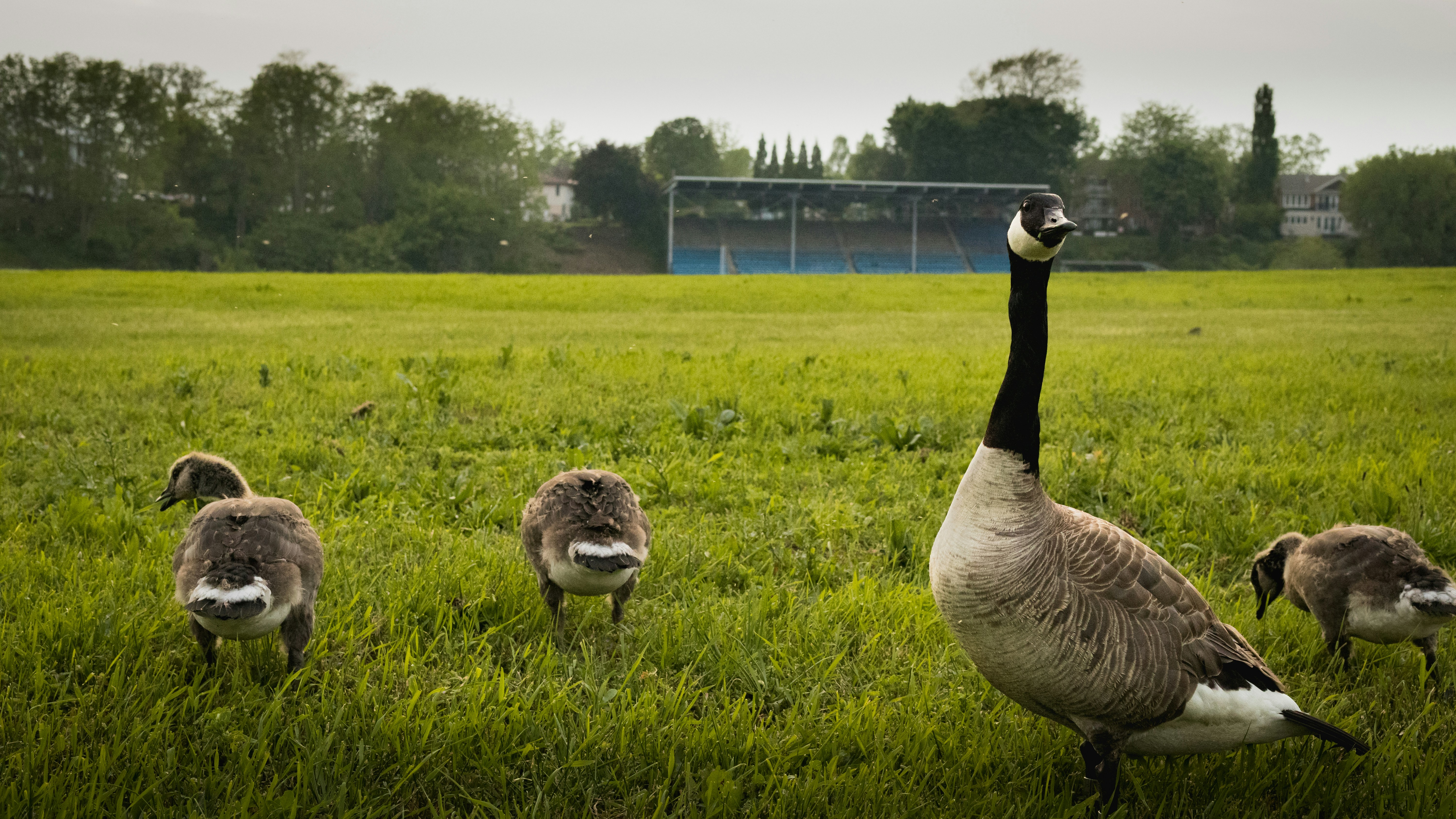 Guardians of the Green: A Goose Family's Morning