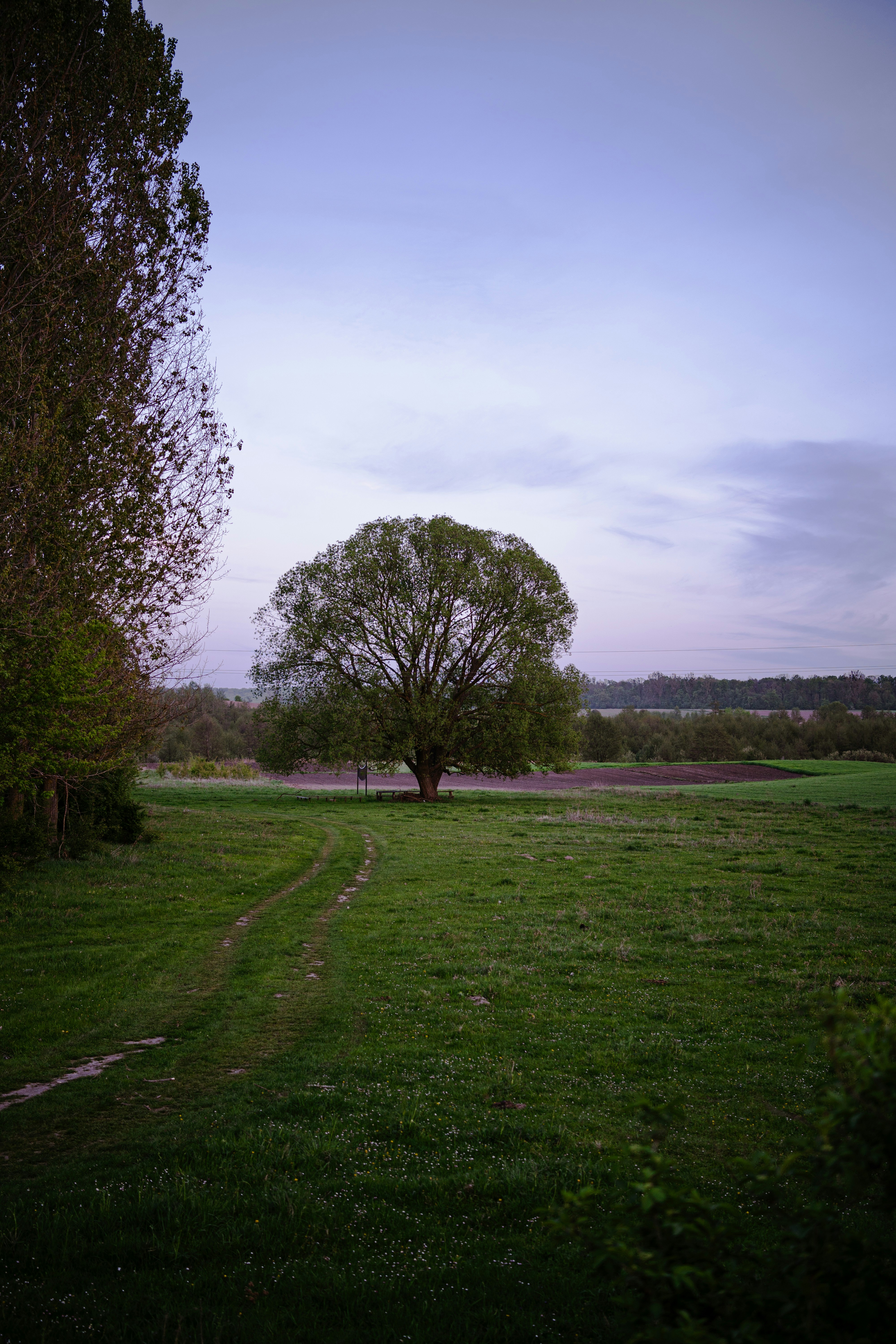A lone tree stands amidst a lush green meadow, framed by gentle trails leading into the landscape. The soft hues of dusk create a tranquil atmosphere.