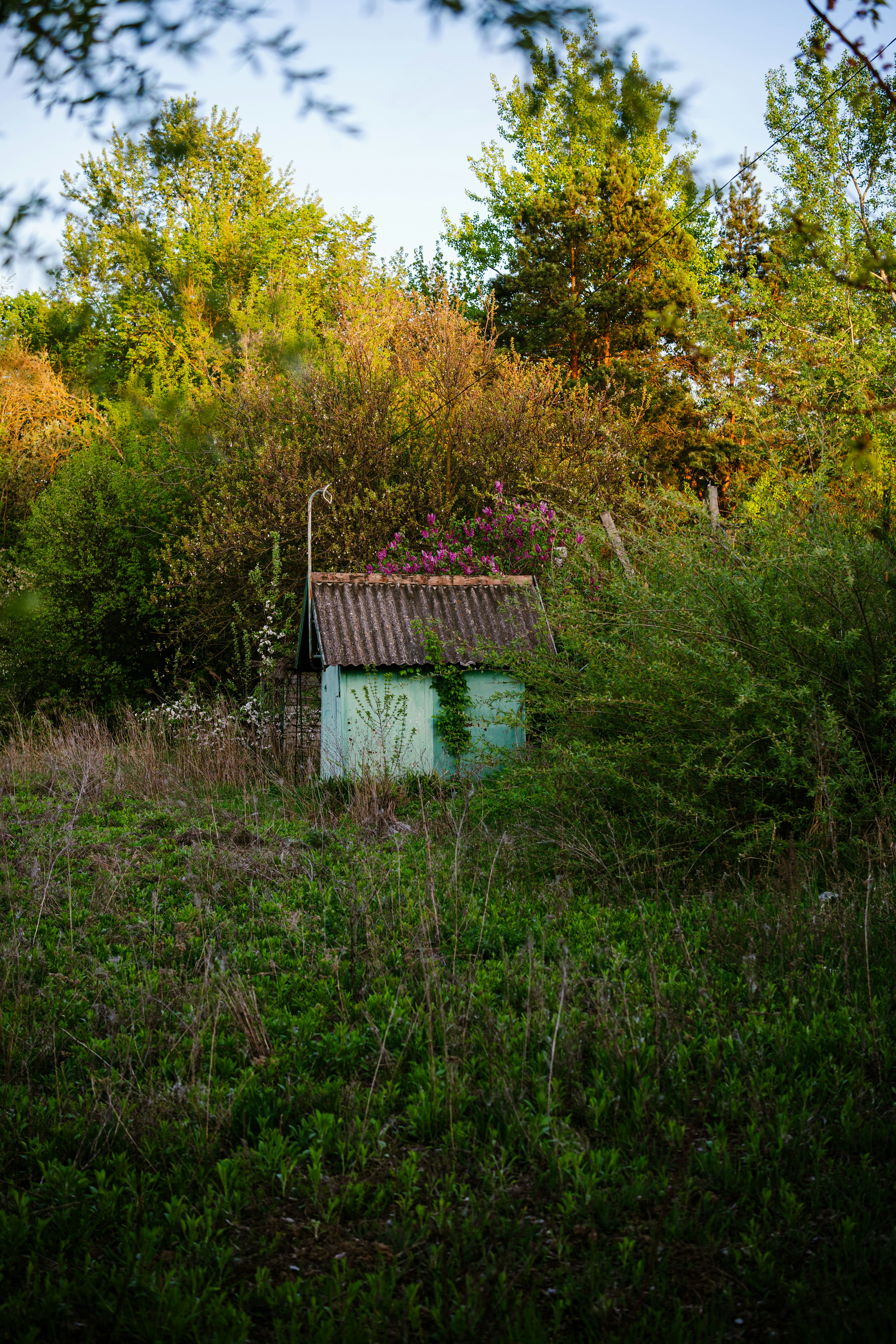 Abandoned shed nestled among vibrant greenery and blooming flowers, showcasing the beauty of nature reclaiming space.