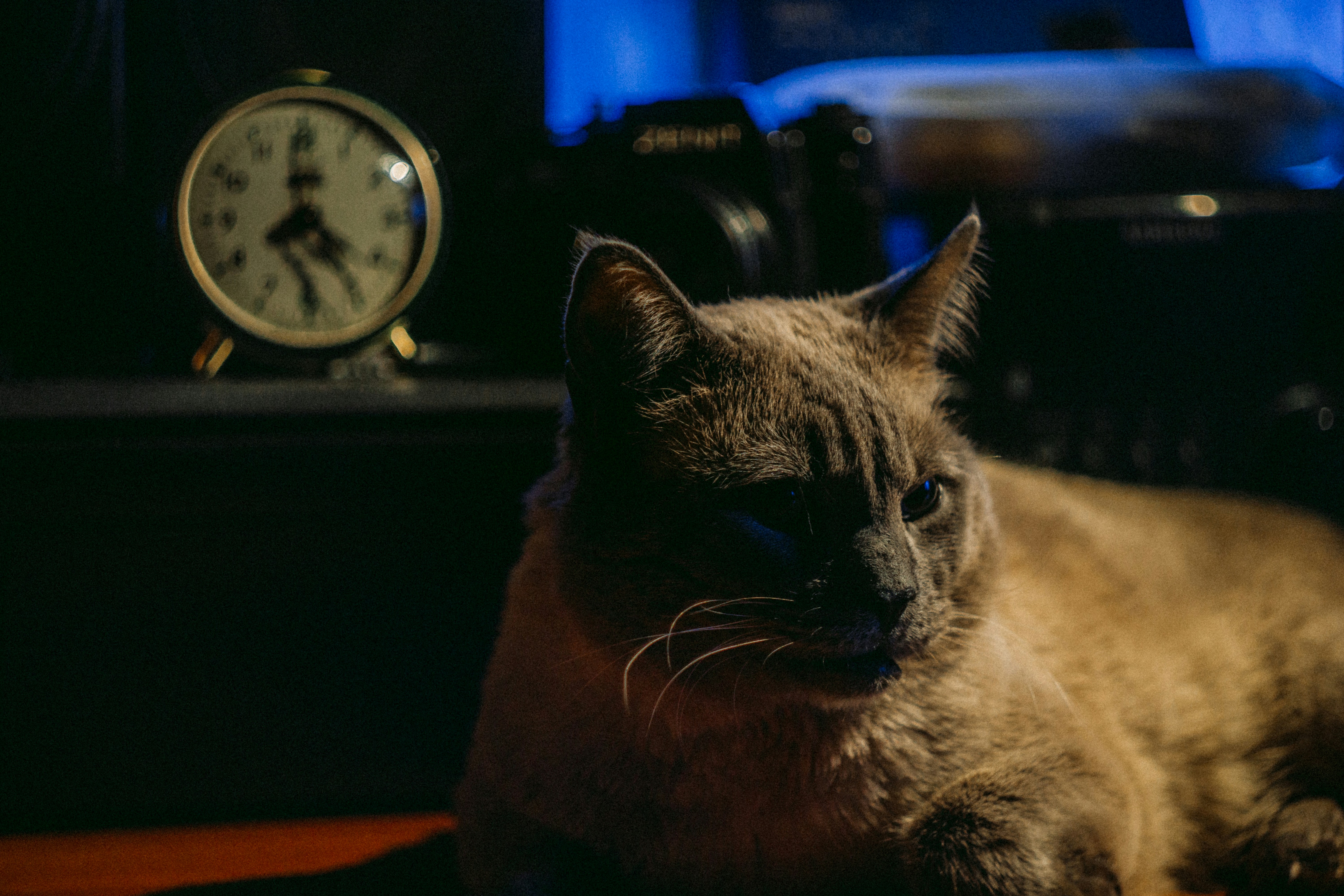 Whiskers and Time: A Quiet Moment