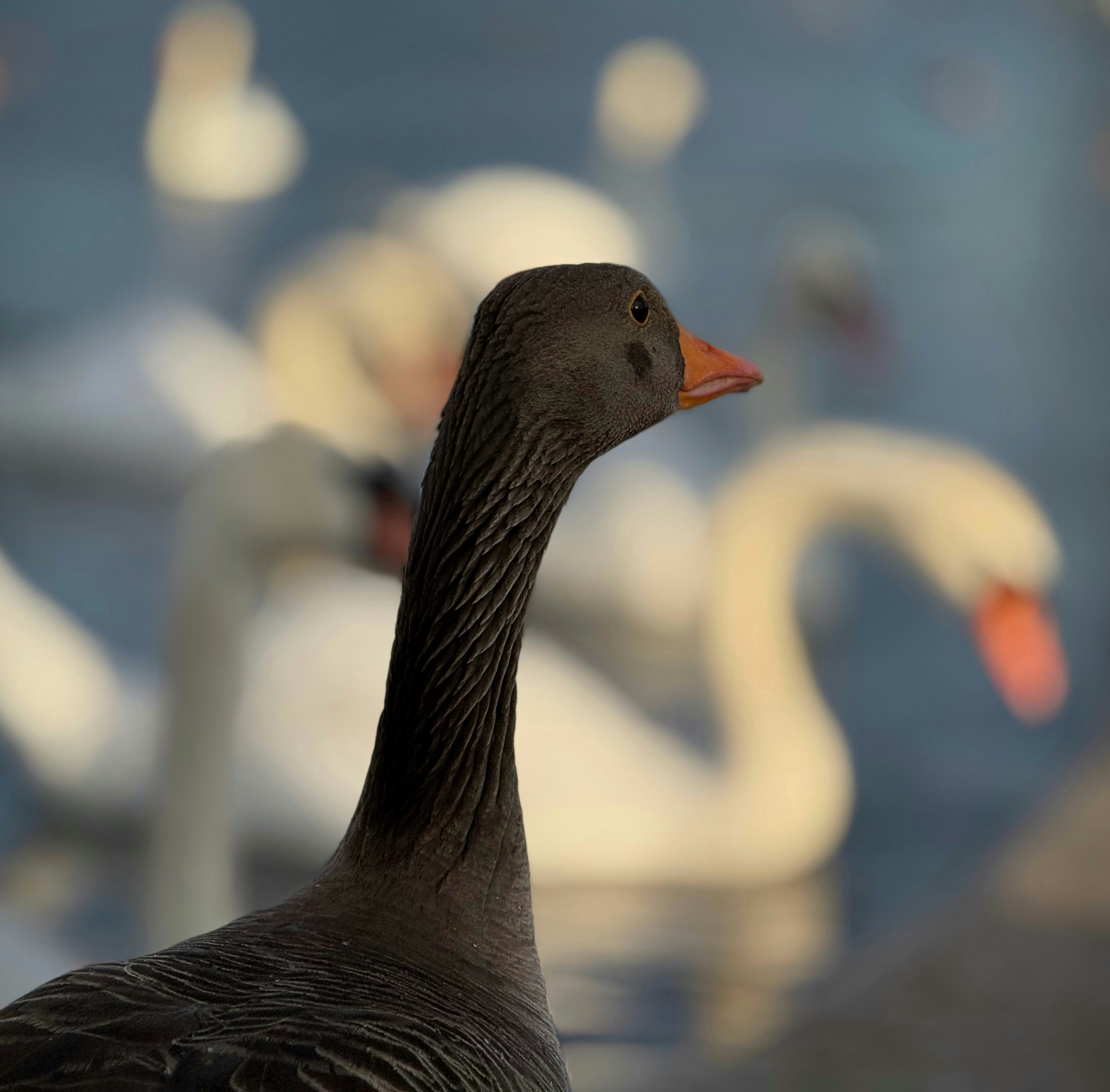 A Feathered Sentinel Amidst the Swans