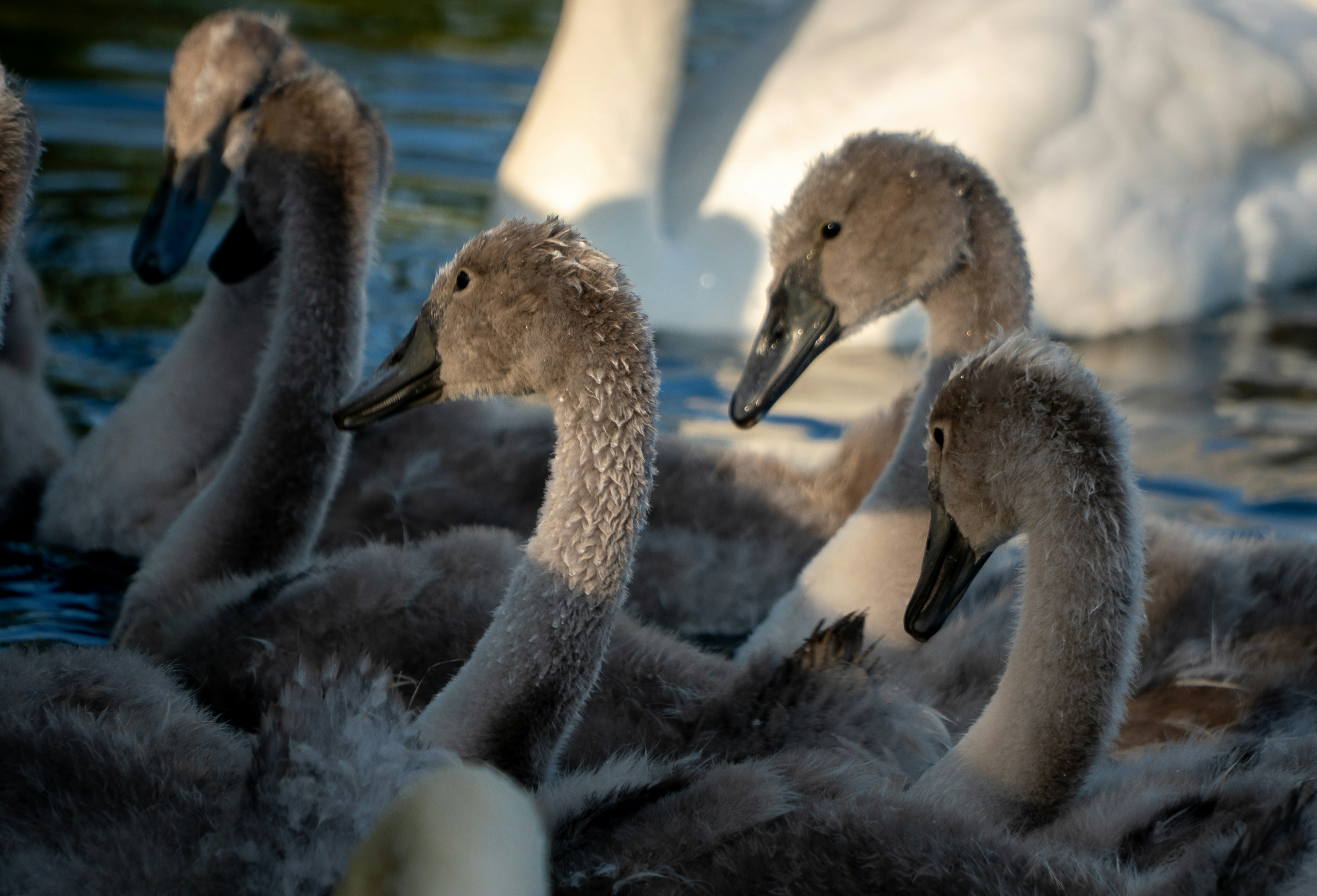 A group of cygnets huddle closely together in the shimmering water, with the silhouette of a swan gracefully in the background.