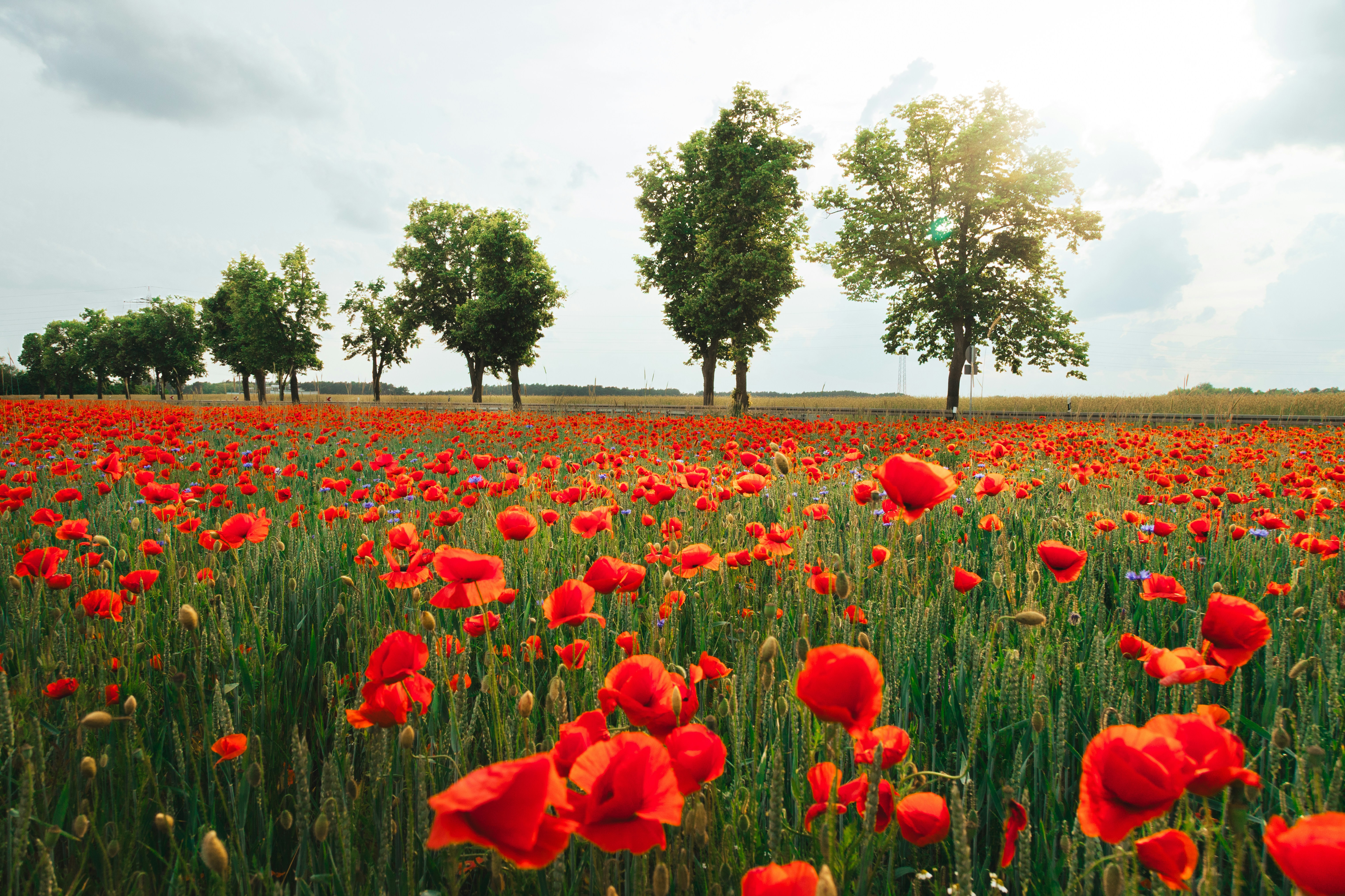 Crimson Poppies on a Sunlit Meadow