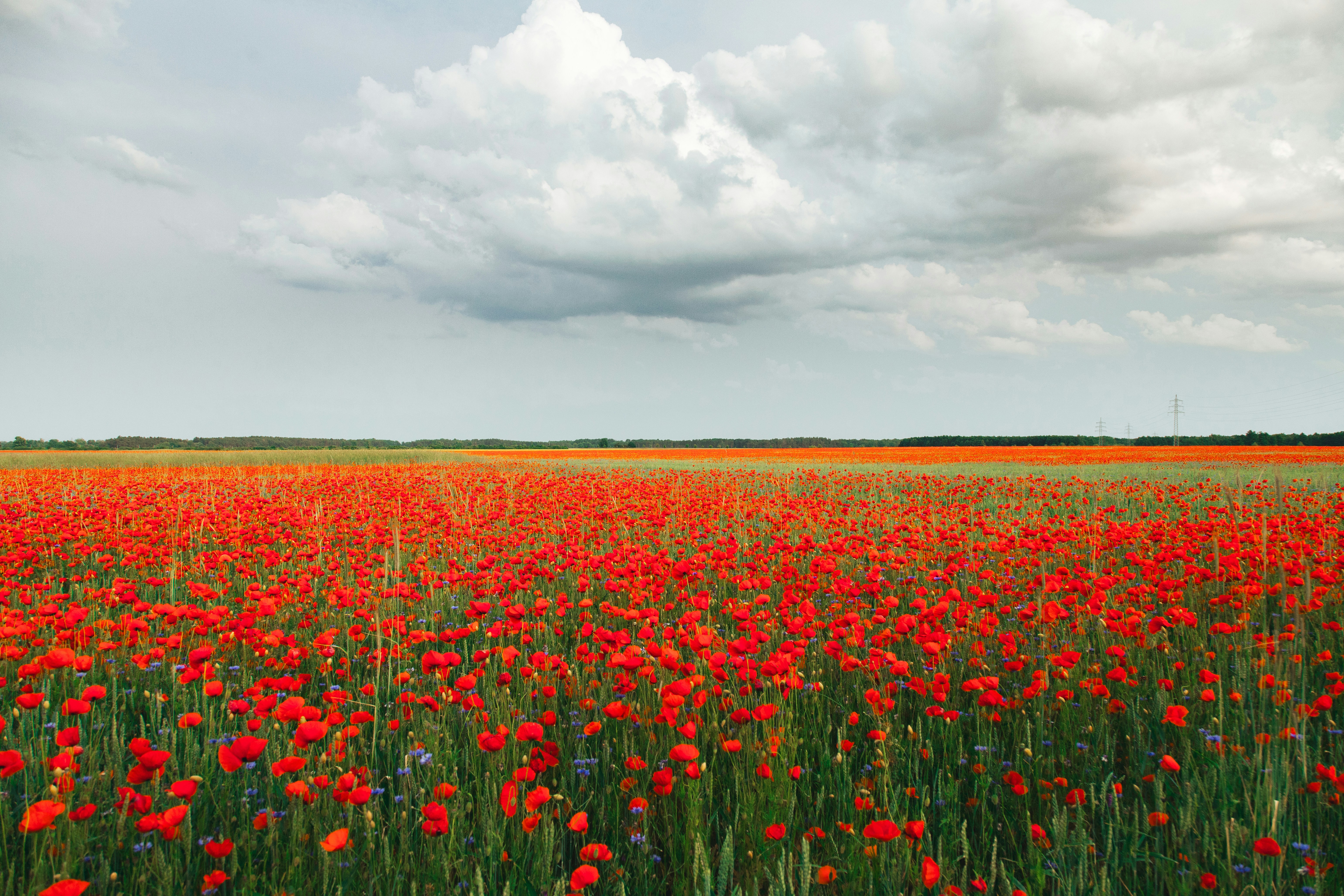 Crimson Sea: A Field of Red Poppies Under a Wide-Open Sky