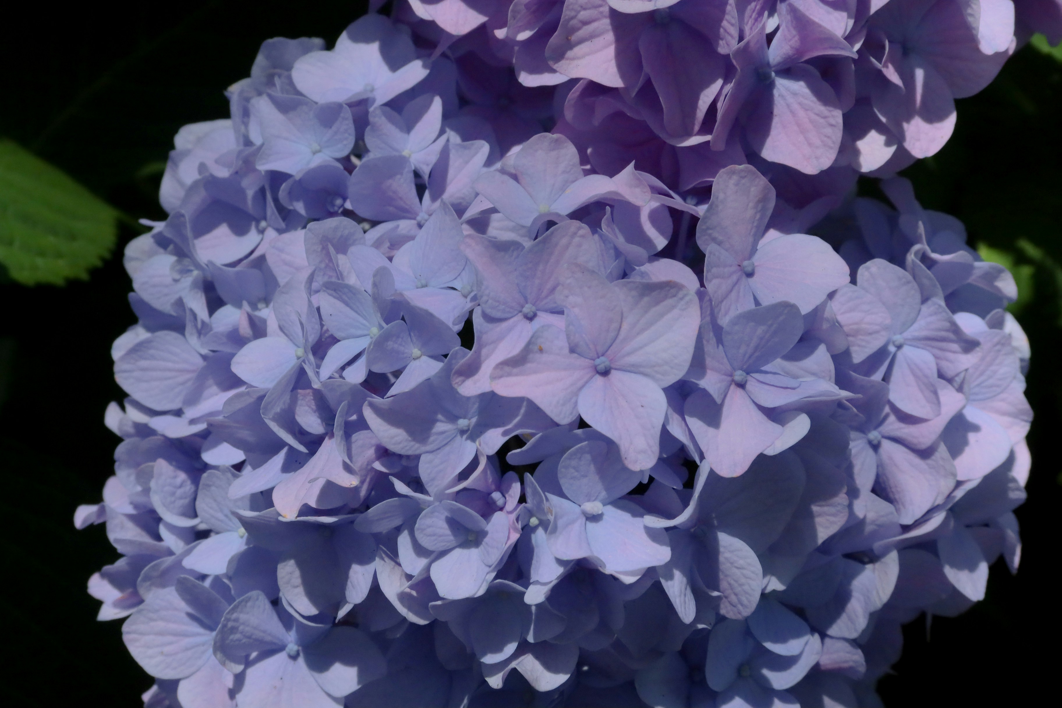 Beautiful purple hydrangea blossom in close-up.