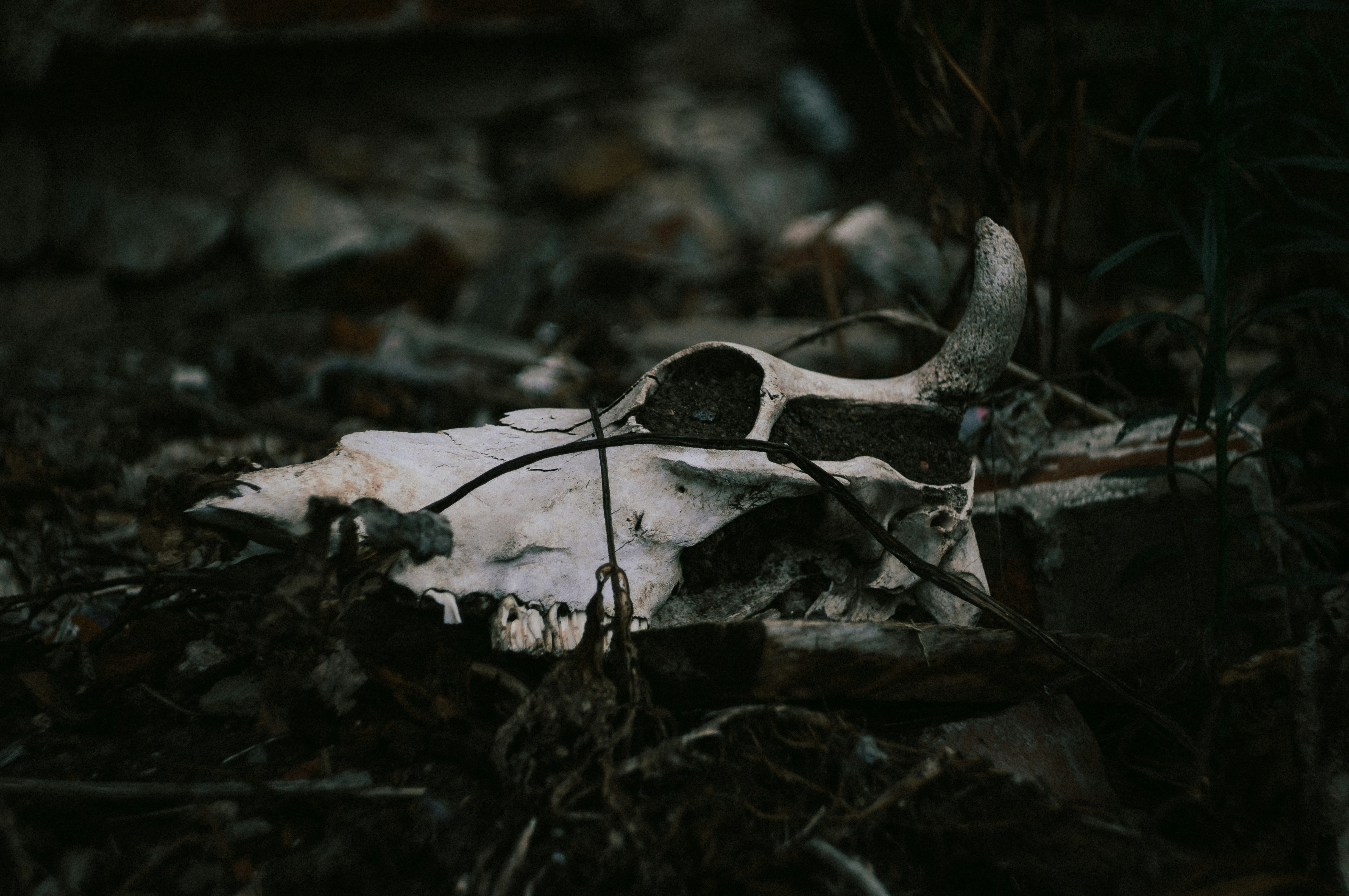 Whispers of the Forgotten: Nature's Remnants