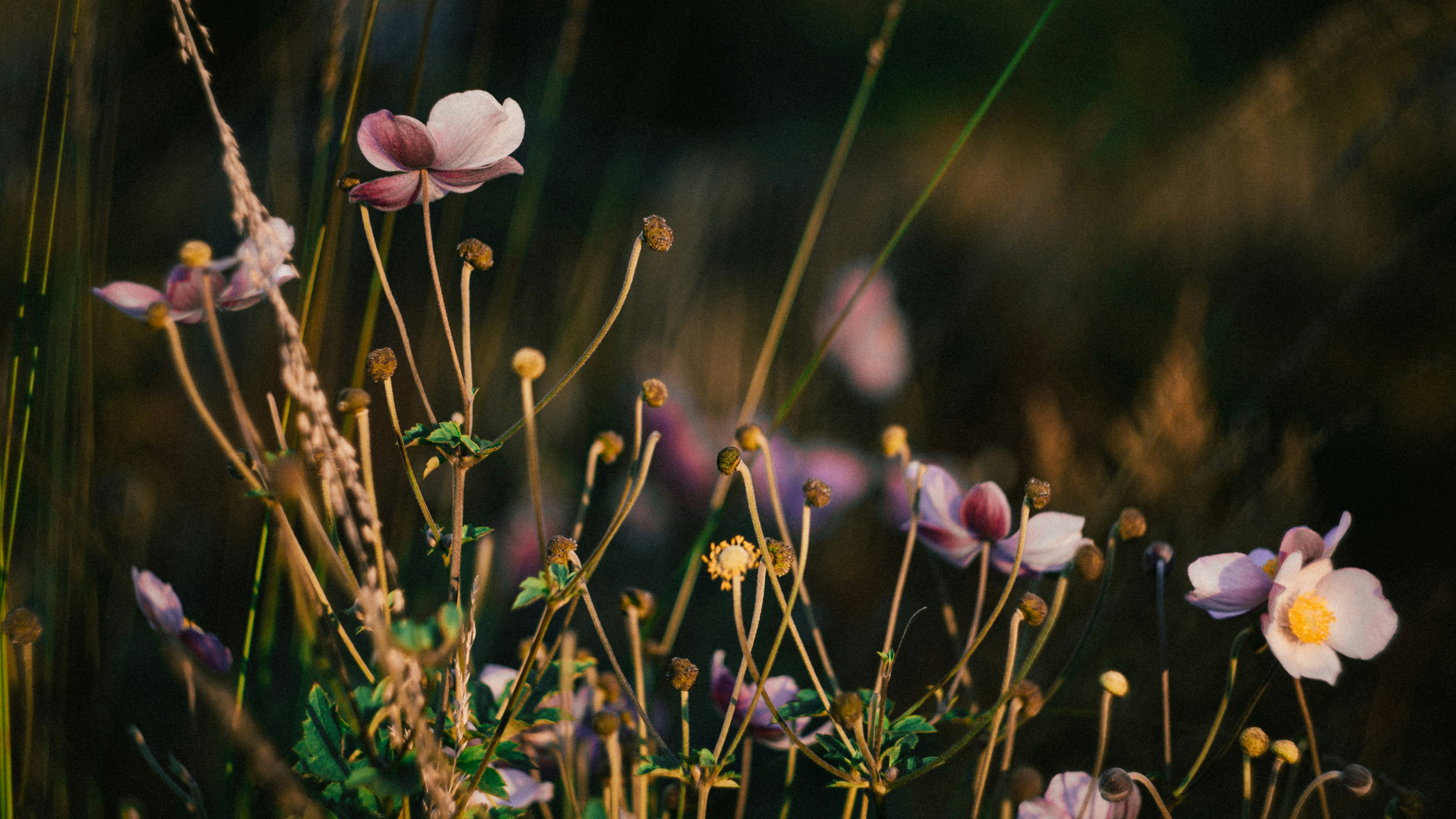 Whispers of Wildflowers at Dusk