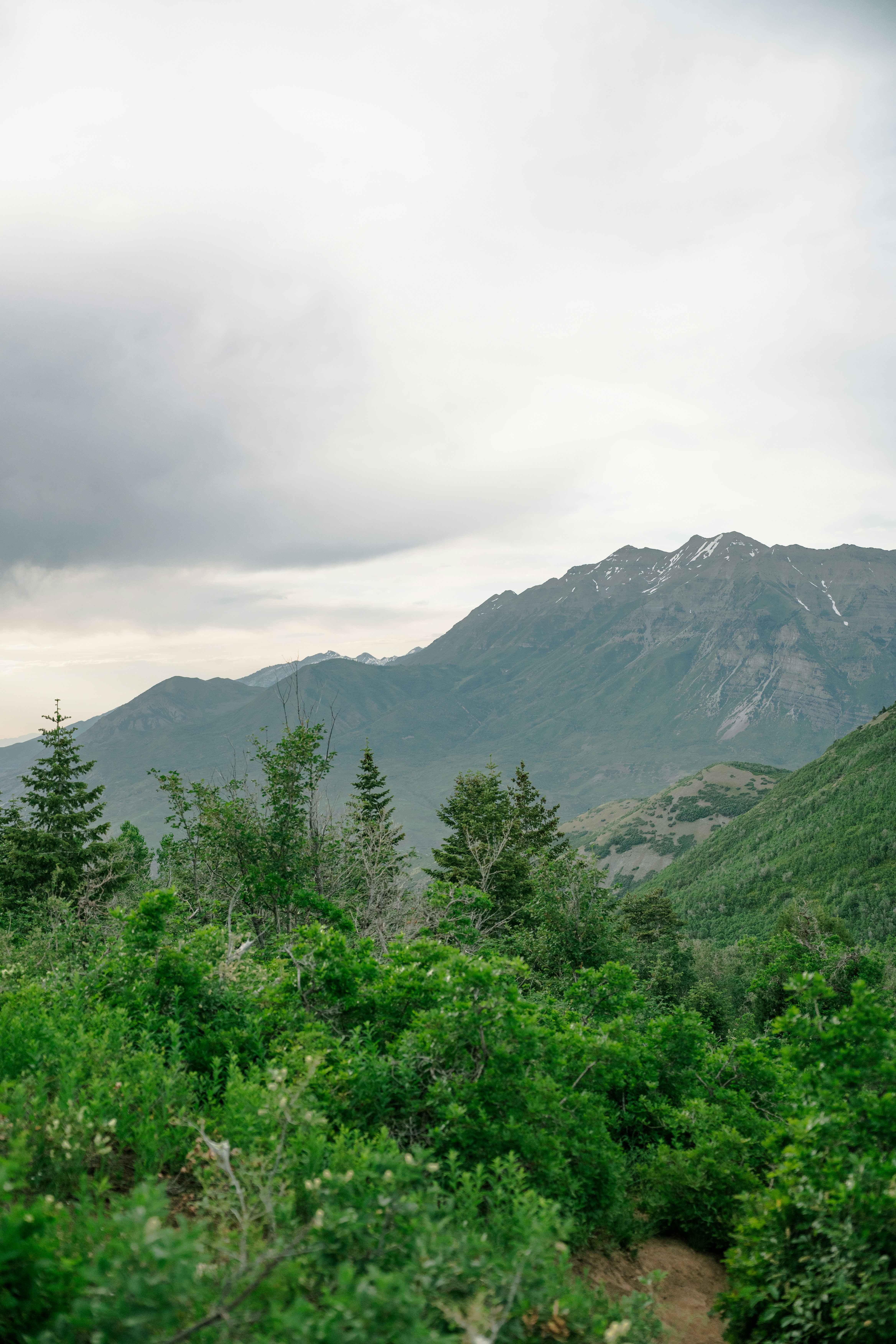 A lush green forest meets the mountain.