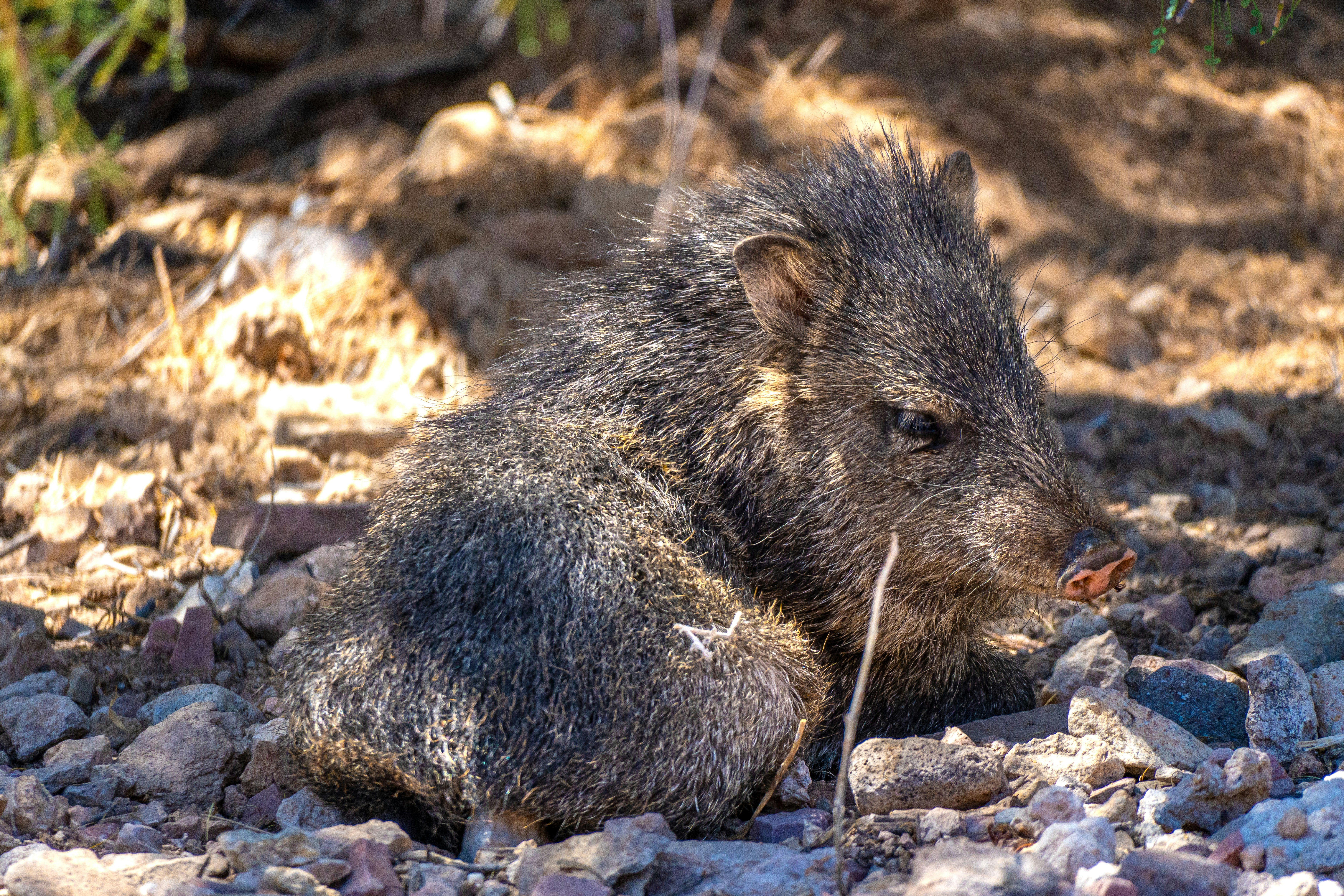 Quiet Resilience: The Life of a Desert Dweller