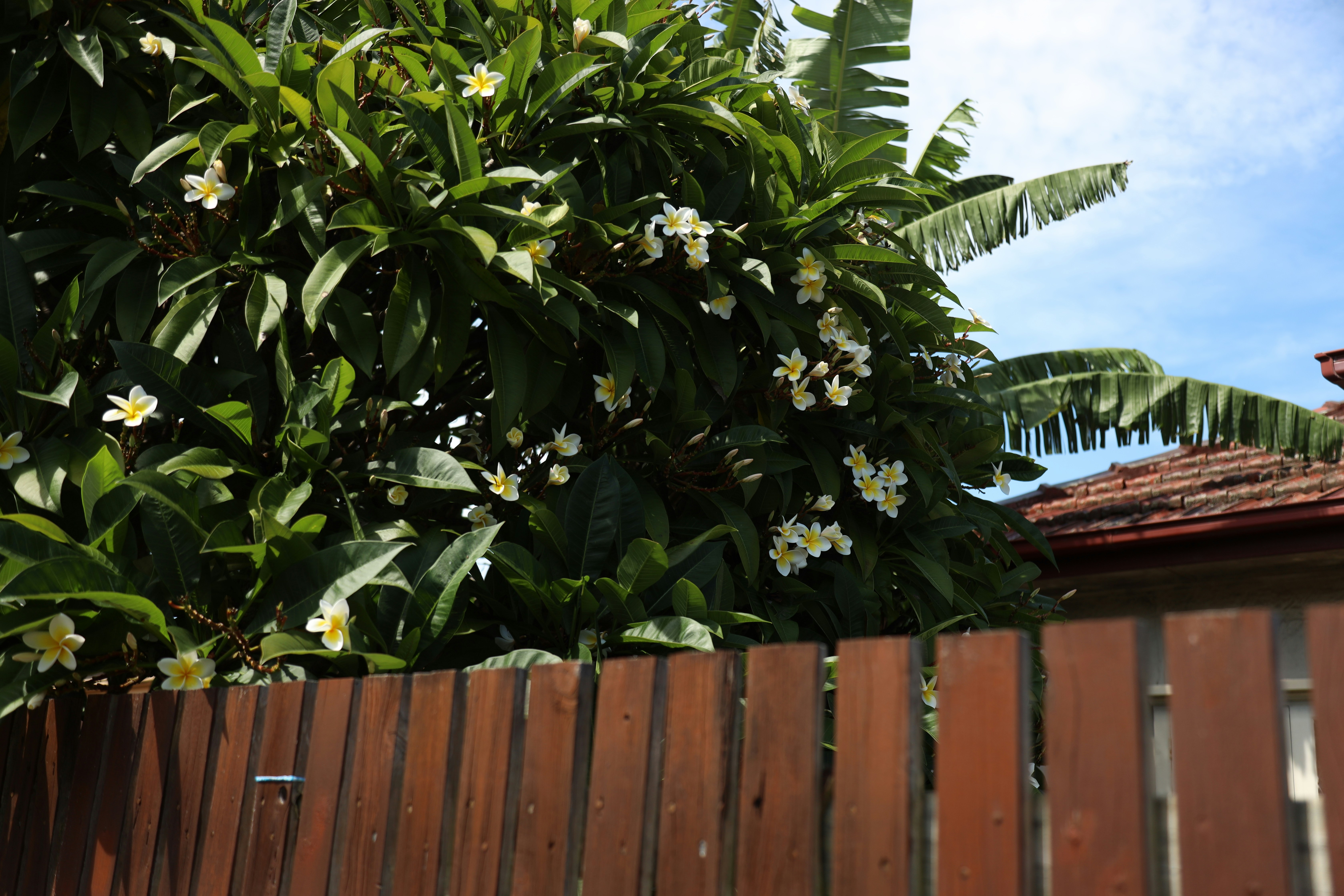 Fragrant Fronds: Plumeria Blooming Over a Wooden Fence