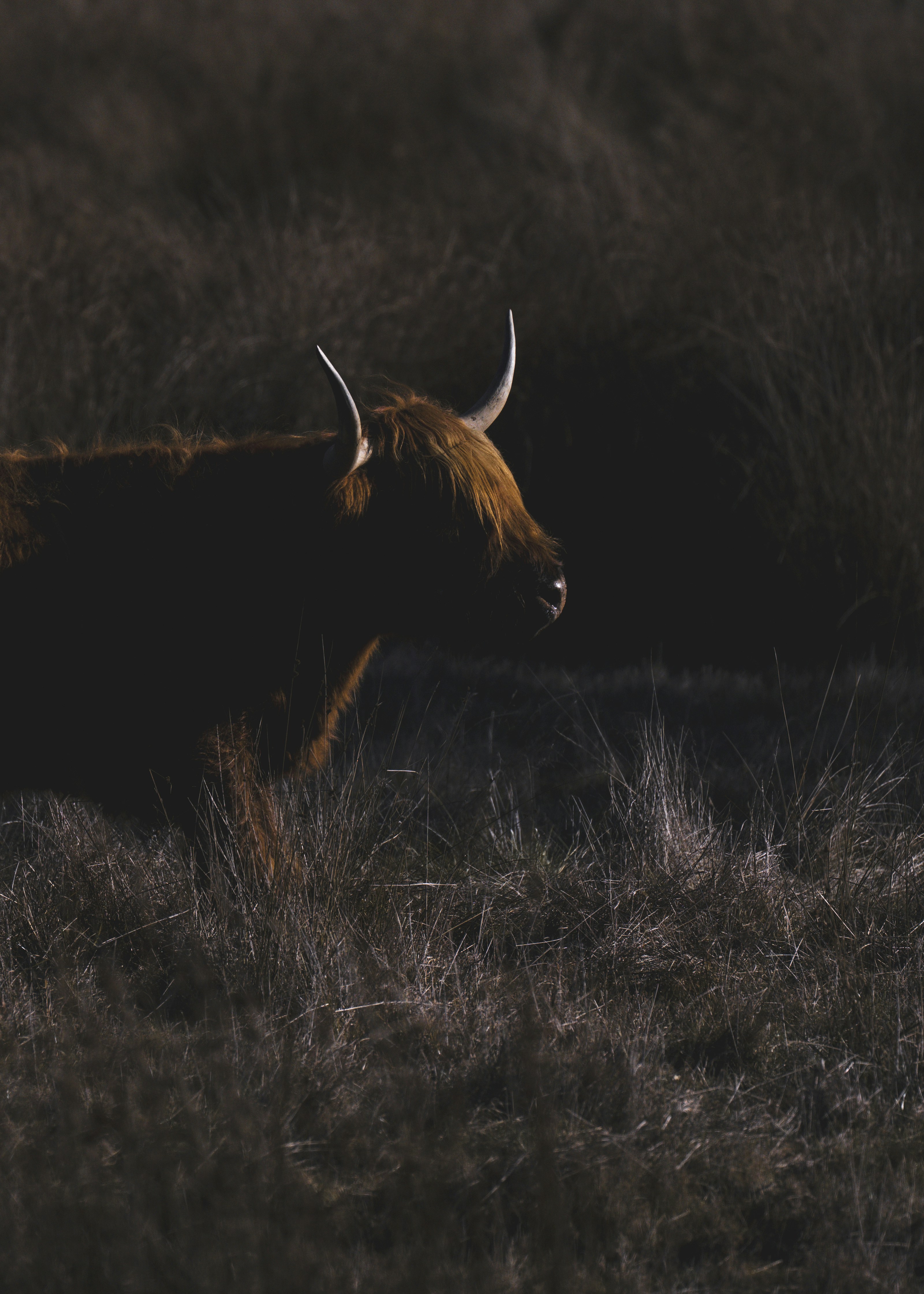 Scottish Highland cow | A scottish highlander grazes in the grassy darkness.