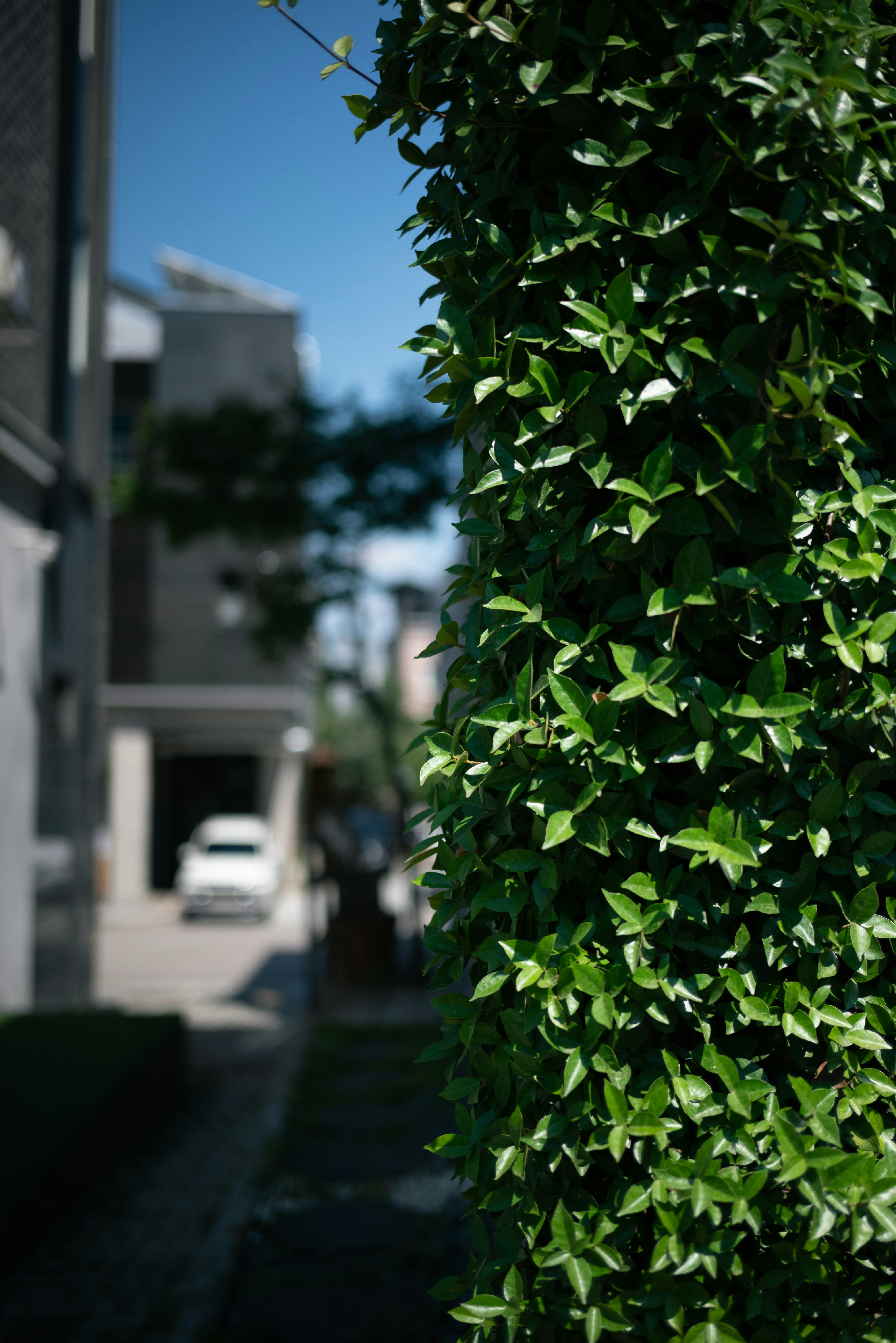 Verdant Edge: sunlit hedge framing a quiet urban street