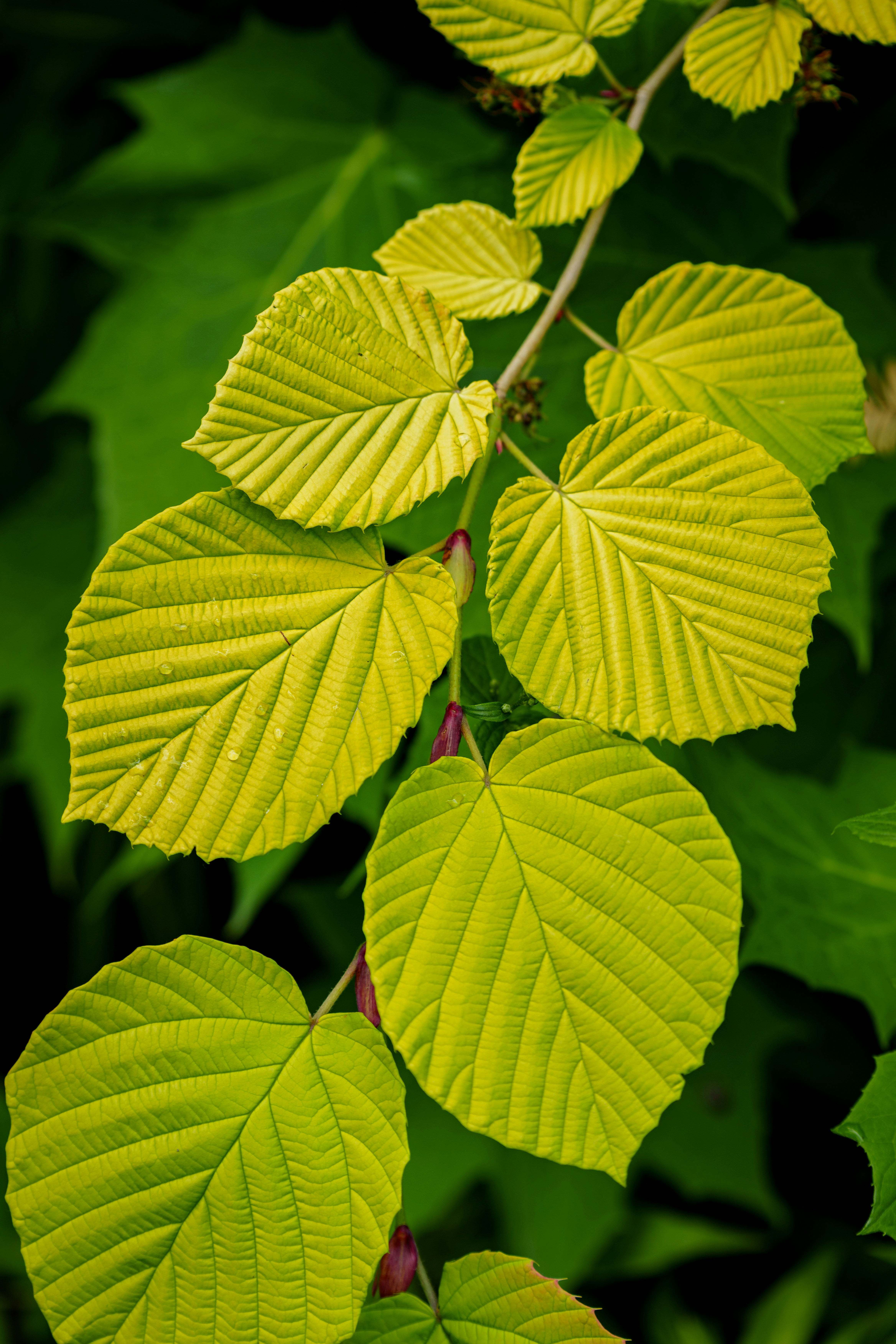 Vibrant Green Symphony of NatureXimin Lin