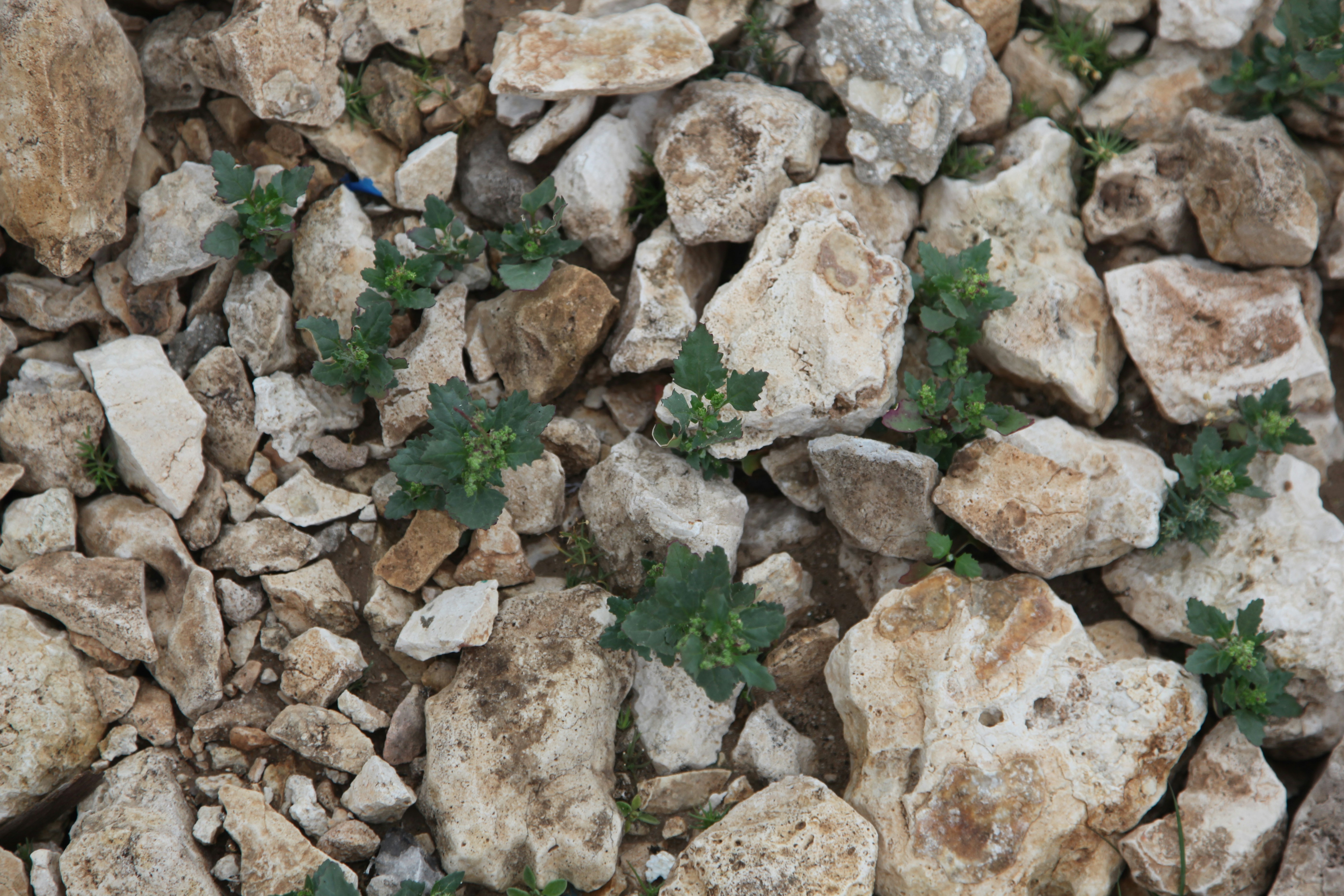 Resilience Among the Stones