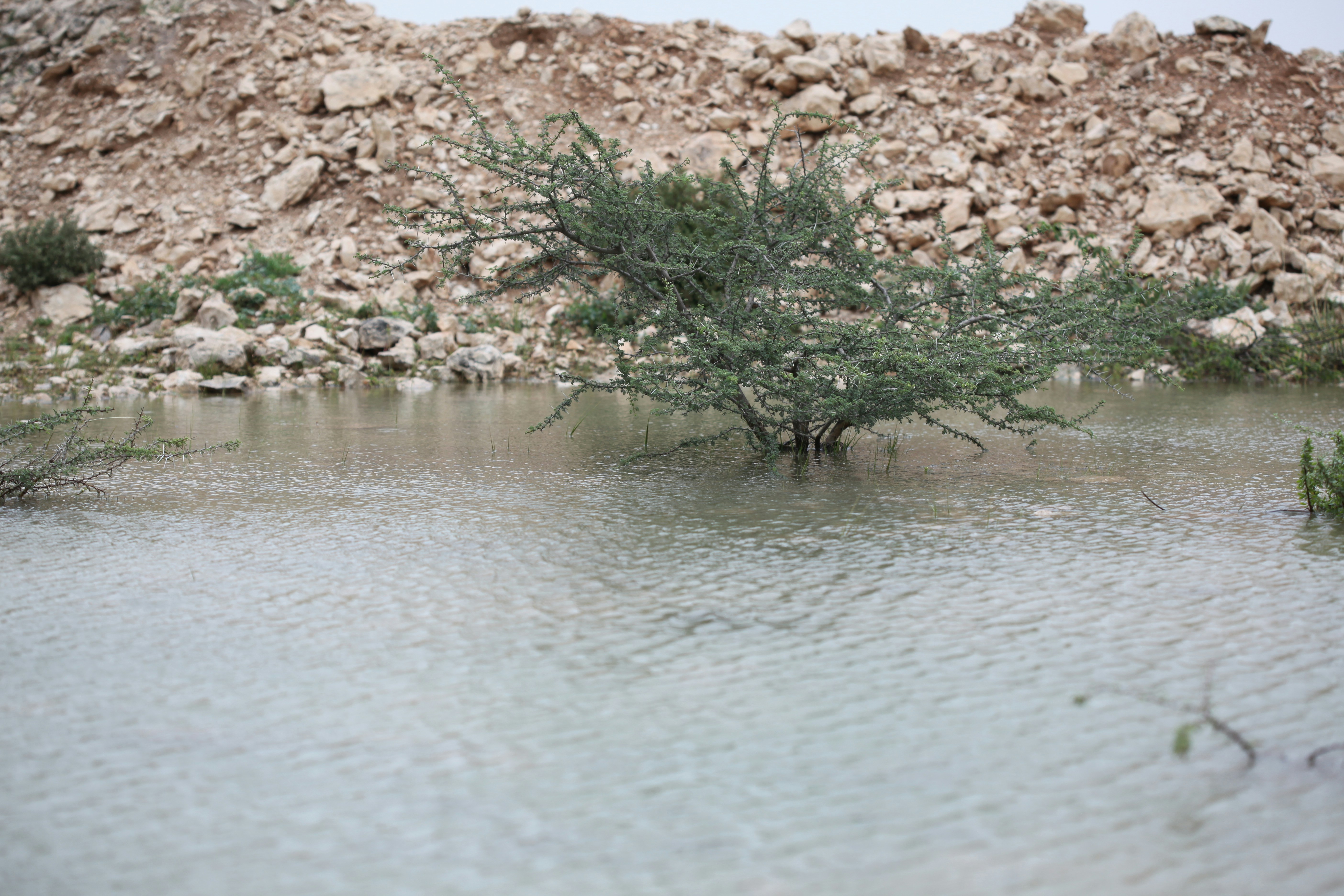 When it rains in the desert | Water has flooded a tree in the desolate landscape.